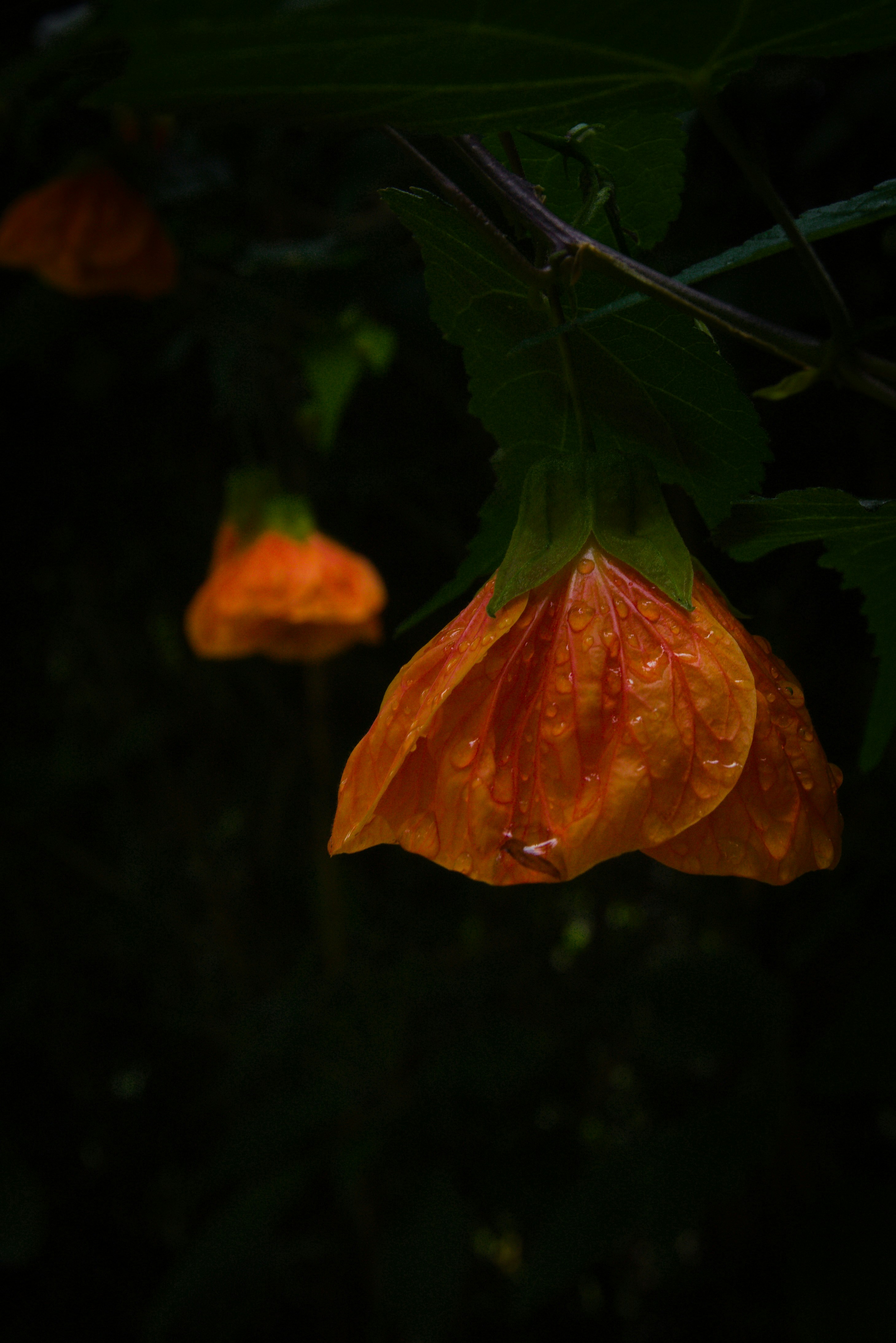 Rain-kissed orange lantern bloom in a shadowed garden