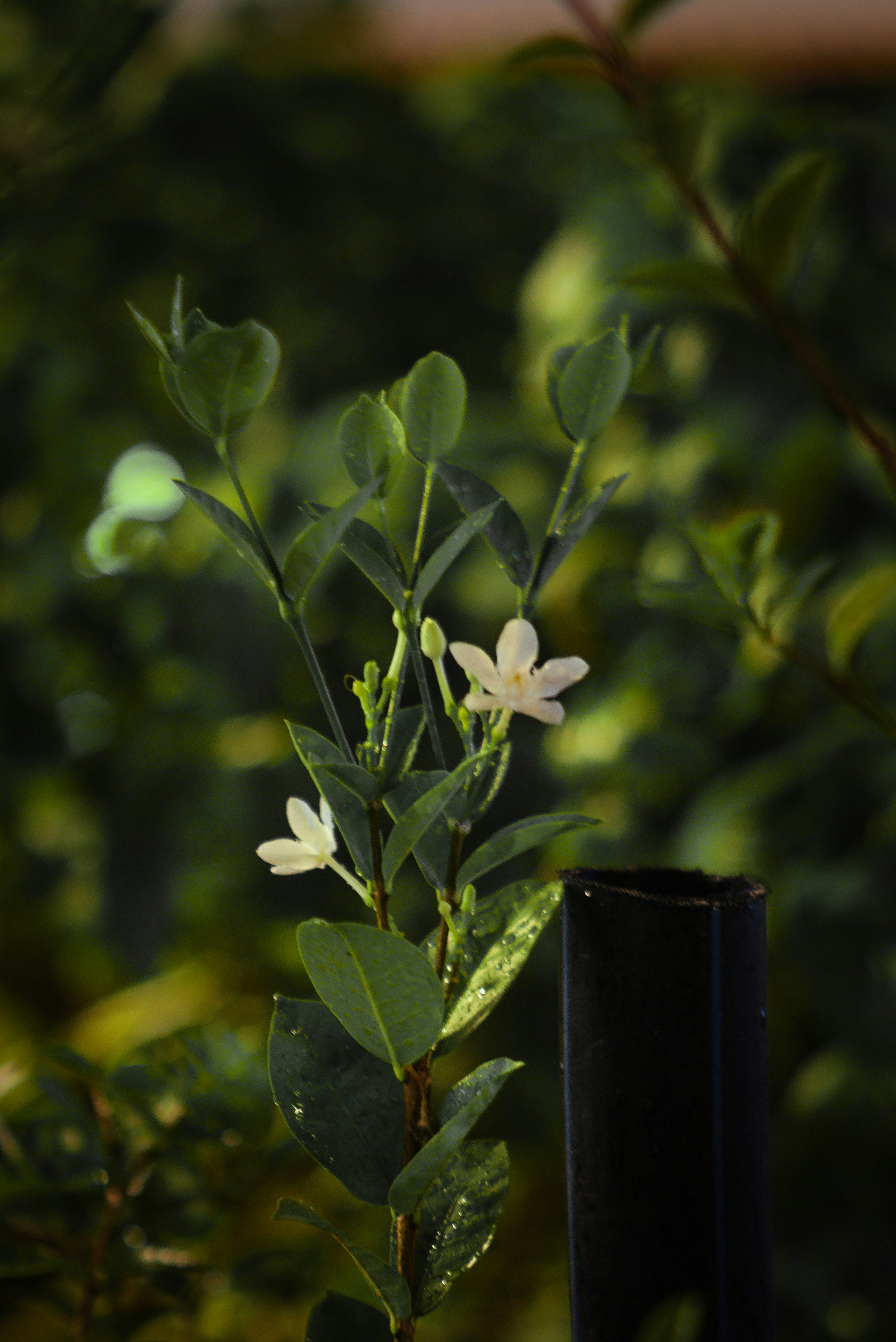 Whispering Green: White Blooms Framing a Dark Post
