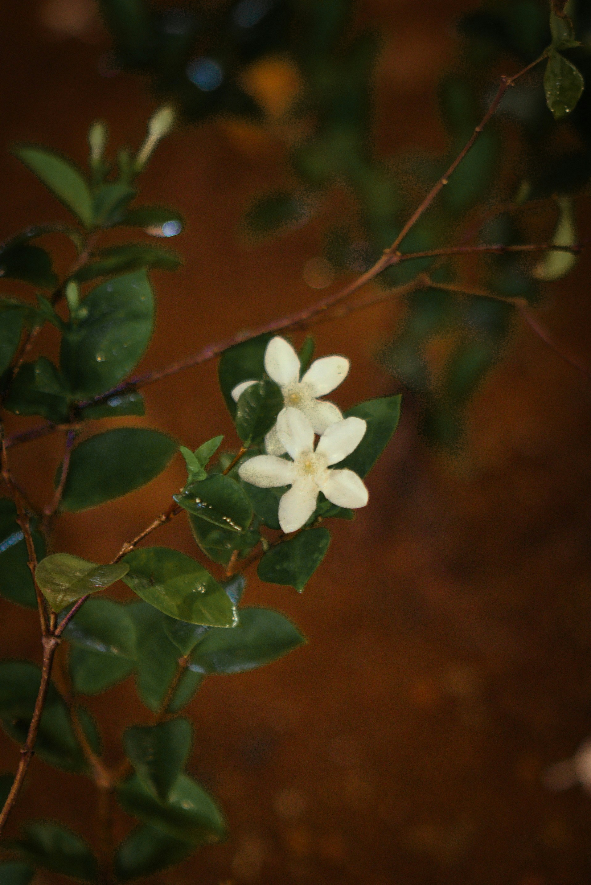 Ivory blossoms on a glossy twig under warm dusk tones