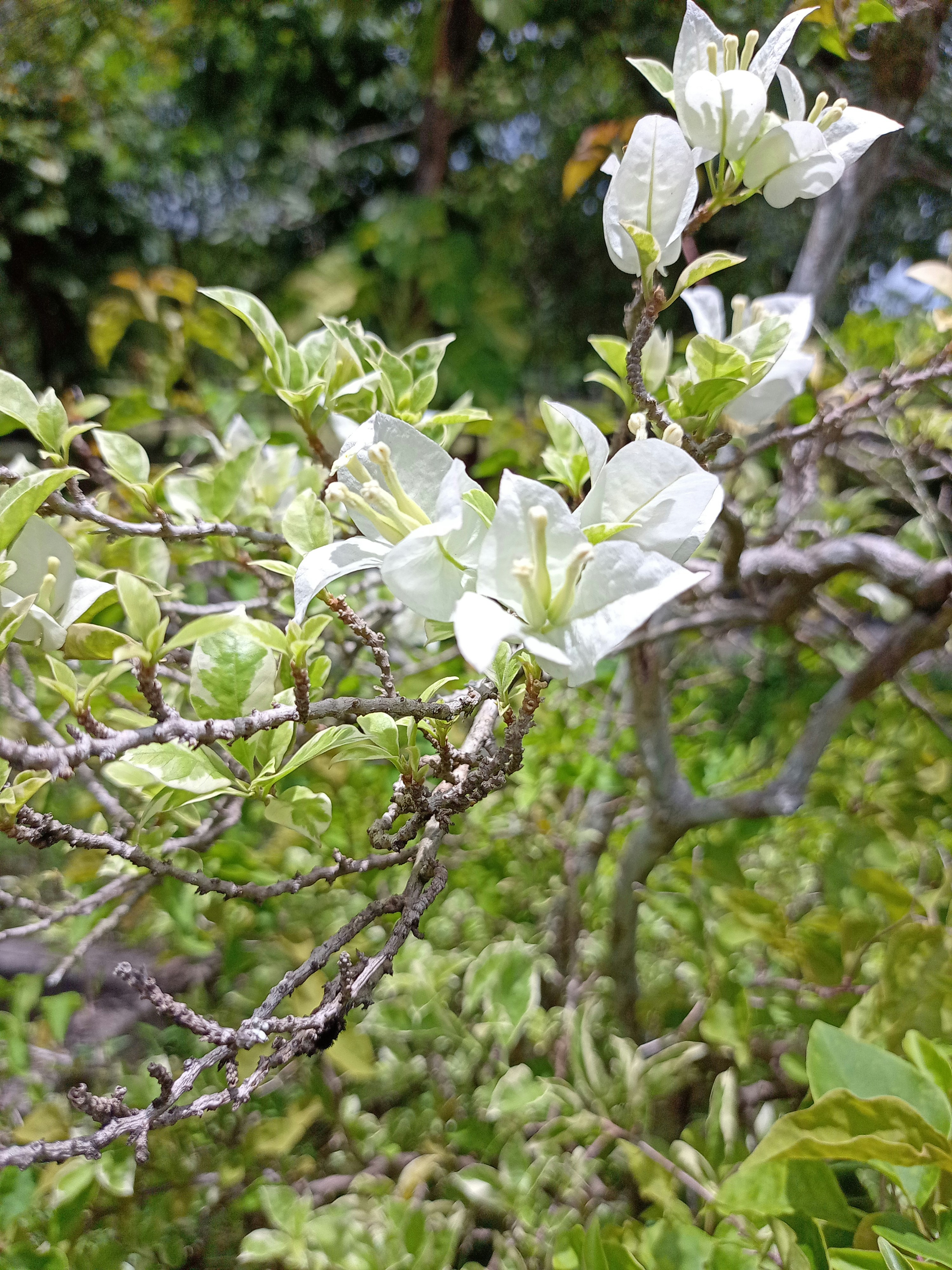 Whispers of Nature: The Elegance of White Blossoms