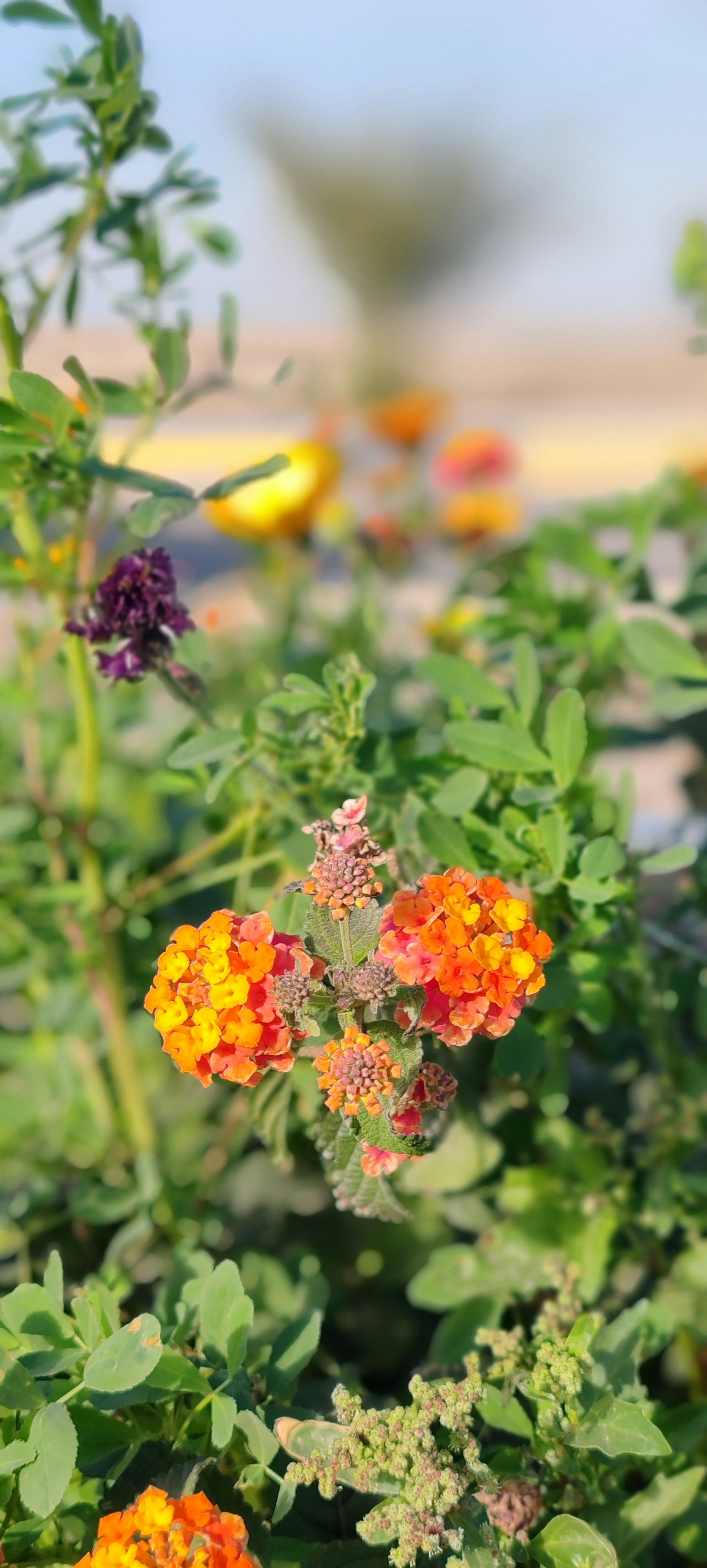 Amber Lantana Cluster in a Sea of Velvet Blur