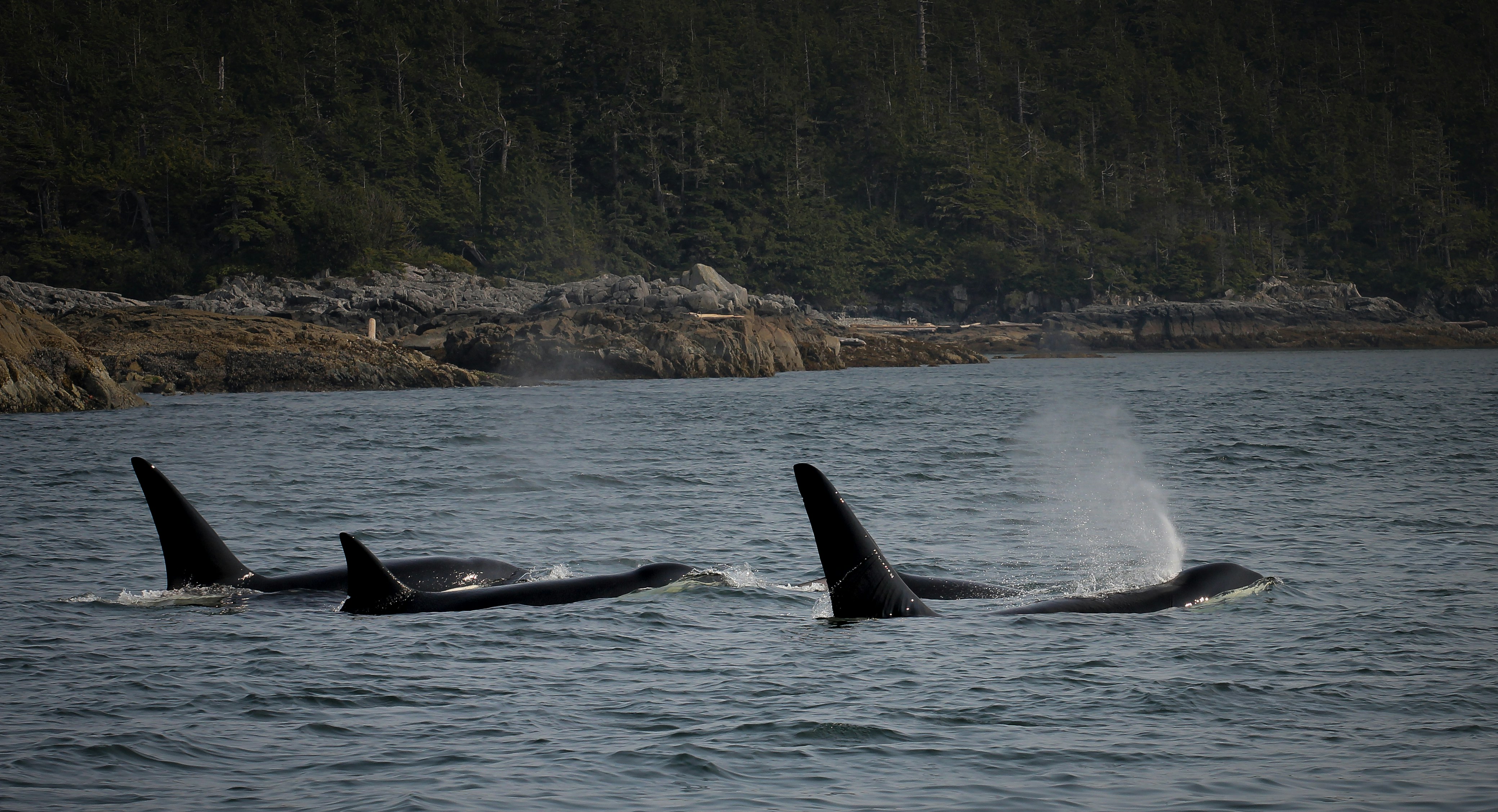 A couple of orca's swimming in a body of water photo – Free Grey Image ...