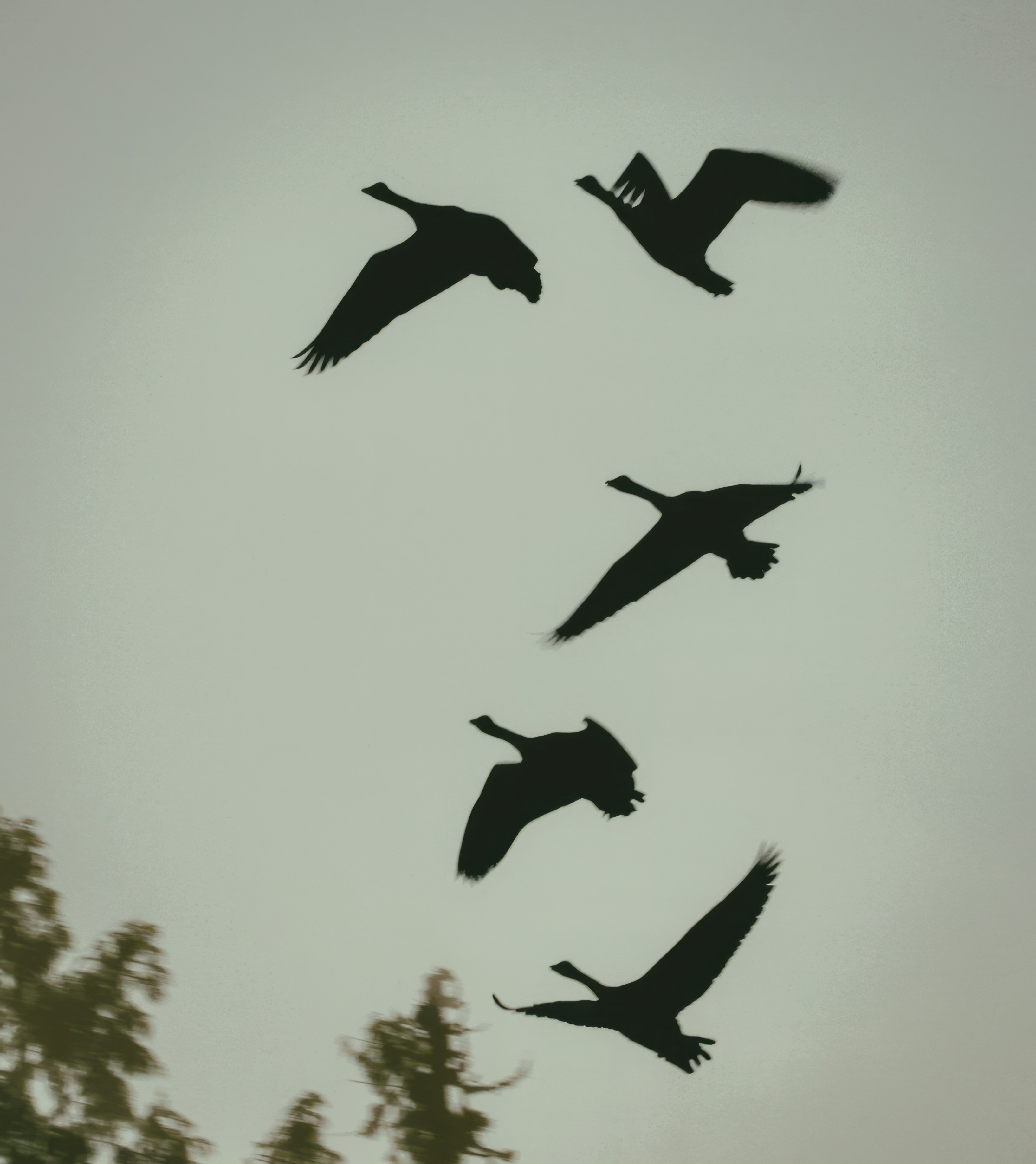 Five Silhouettes in Tandem Flight Across a Muted Sky