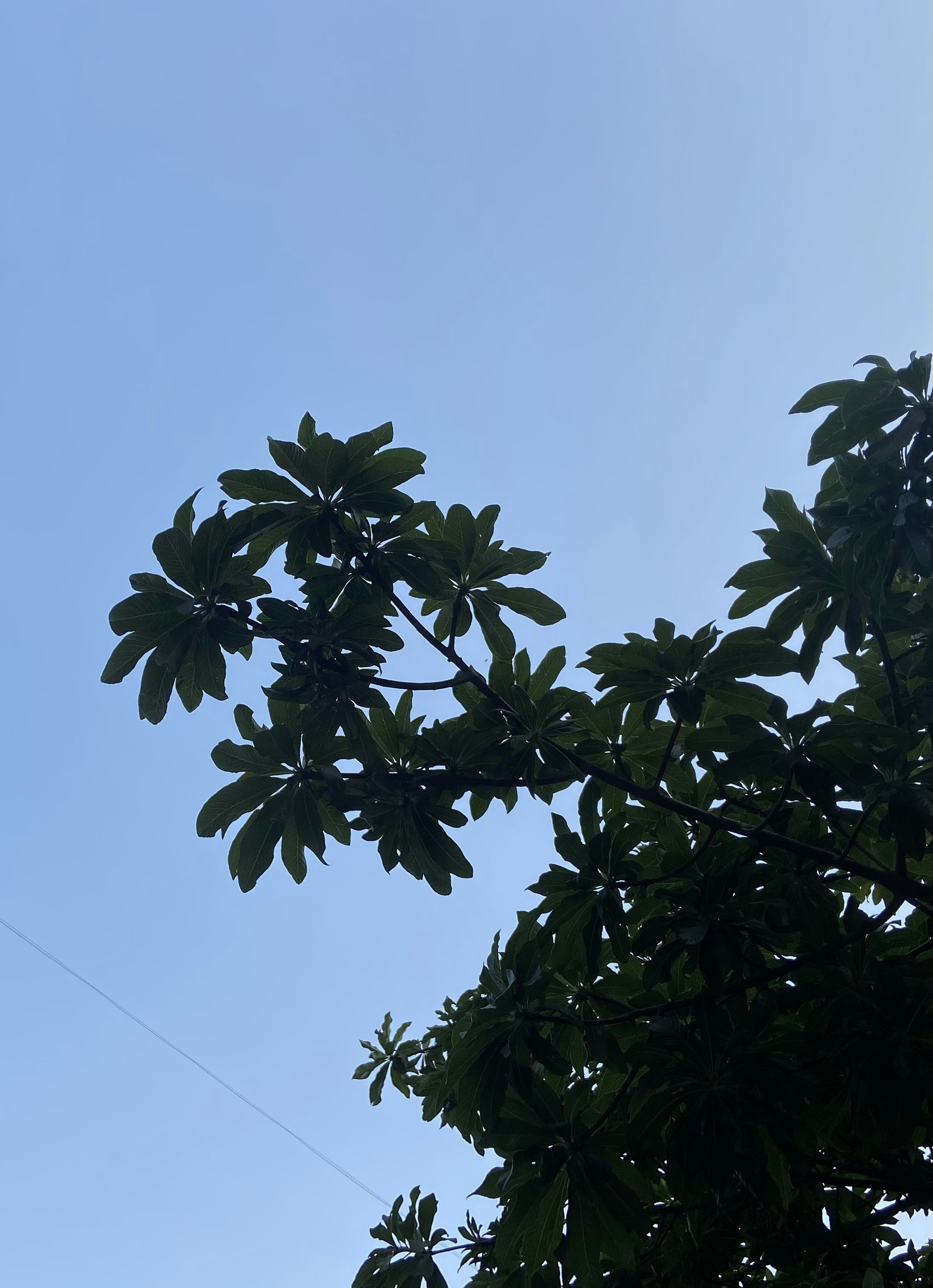 Palmate Canopy Framed by a Quiet Azure Sky