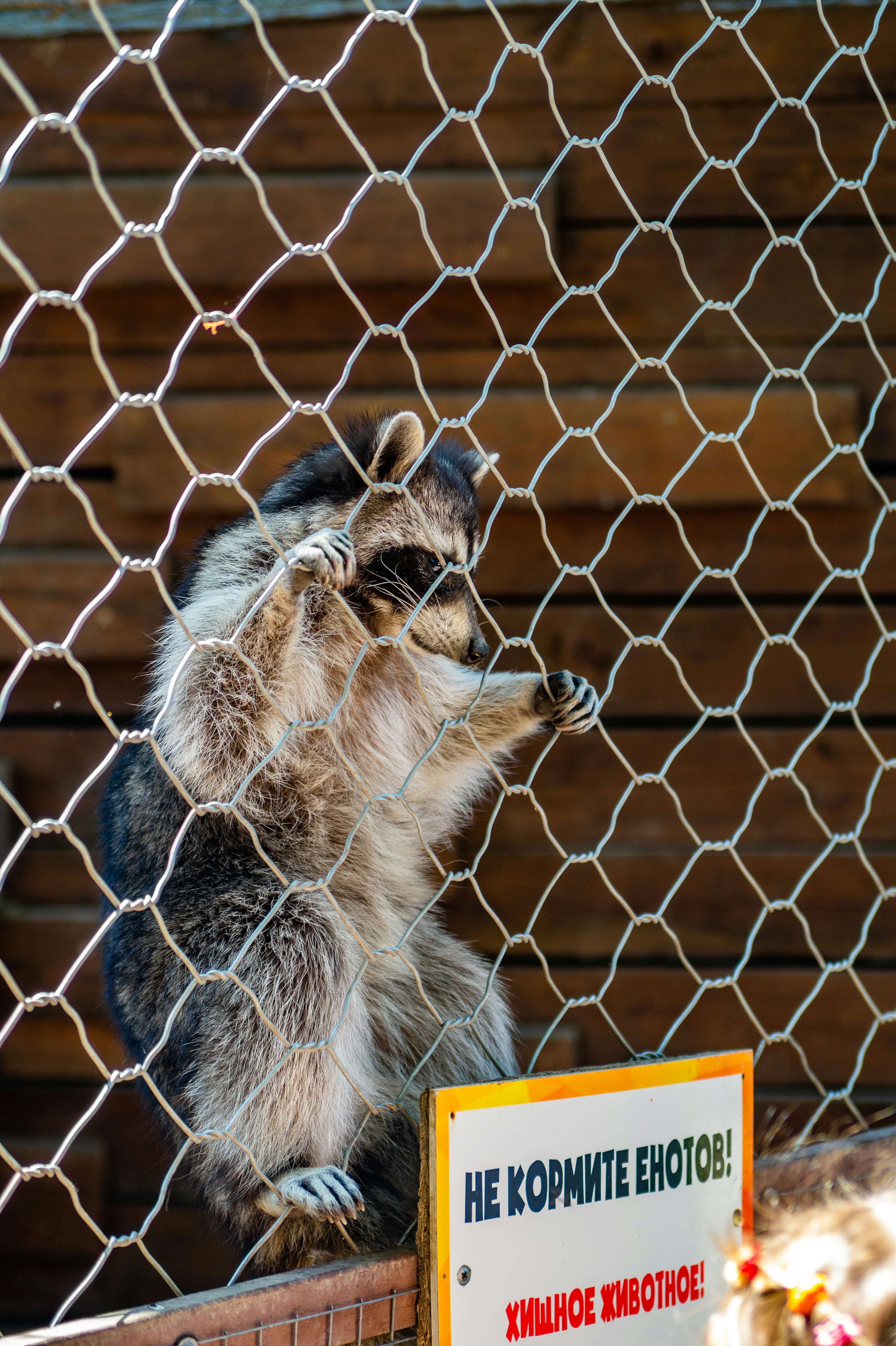 Curious Raccoon Grips the Mesh Behind the Wooden Enclosure