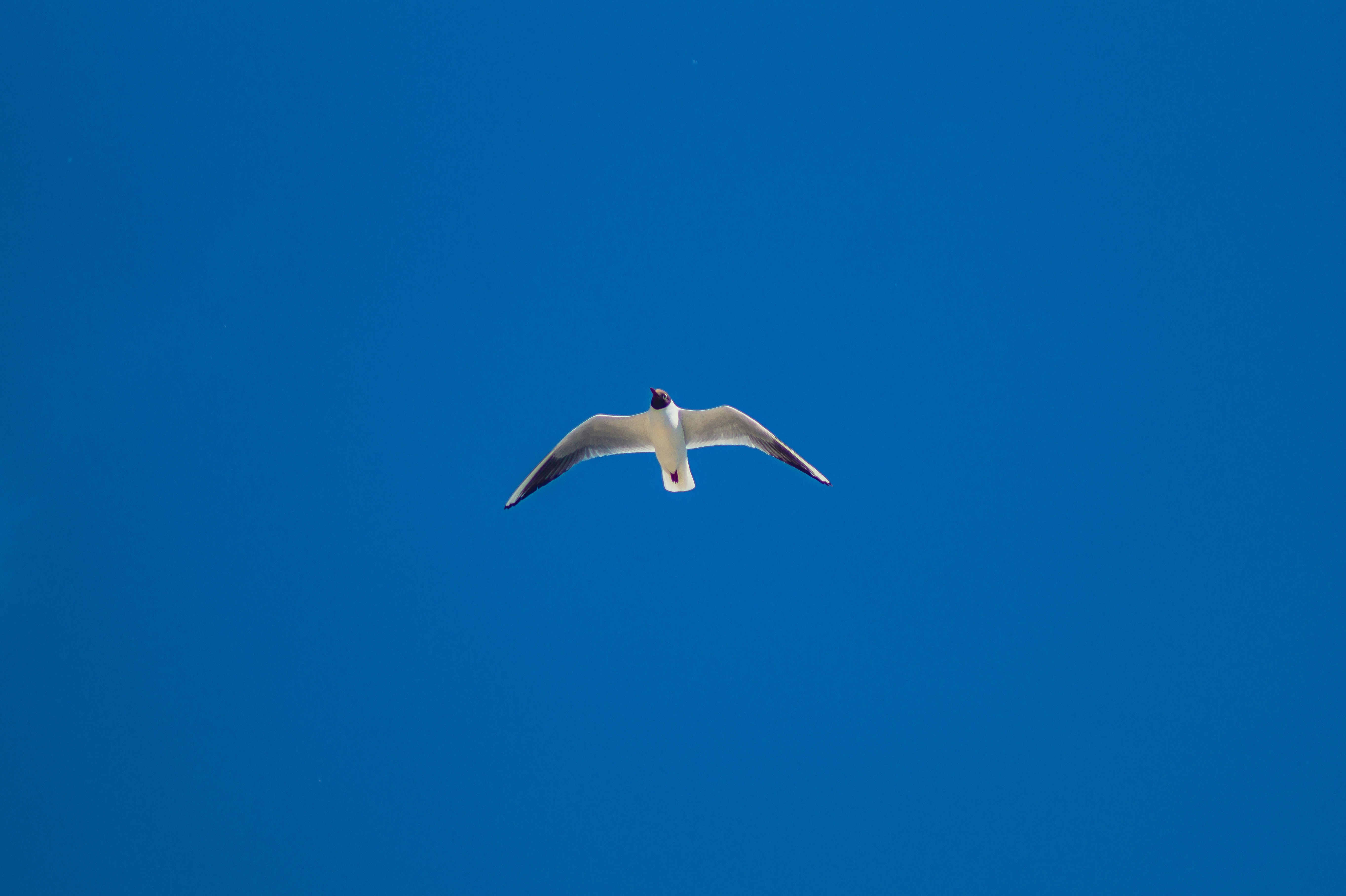 Midair Equilibrium: Seagull Across a Deep Cerulean Sky