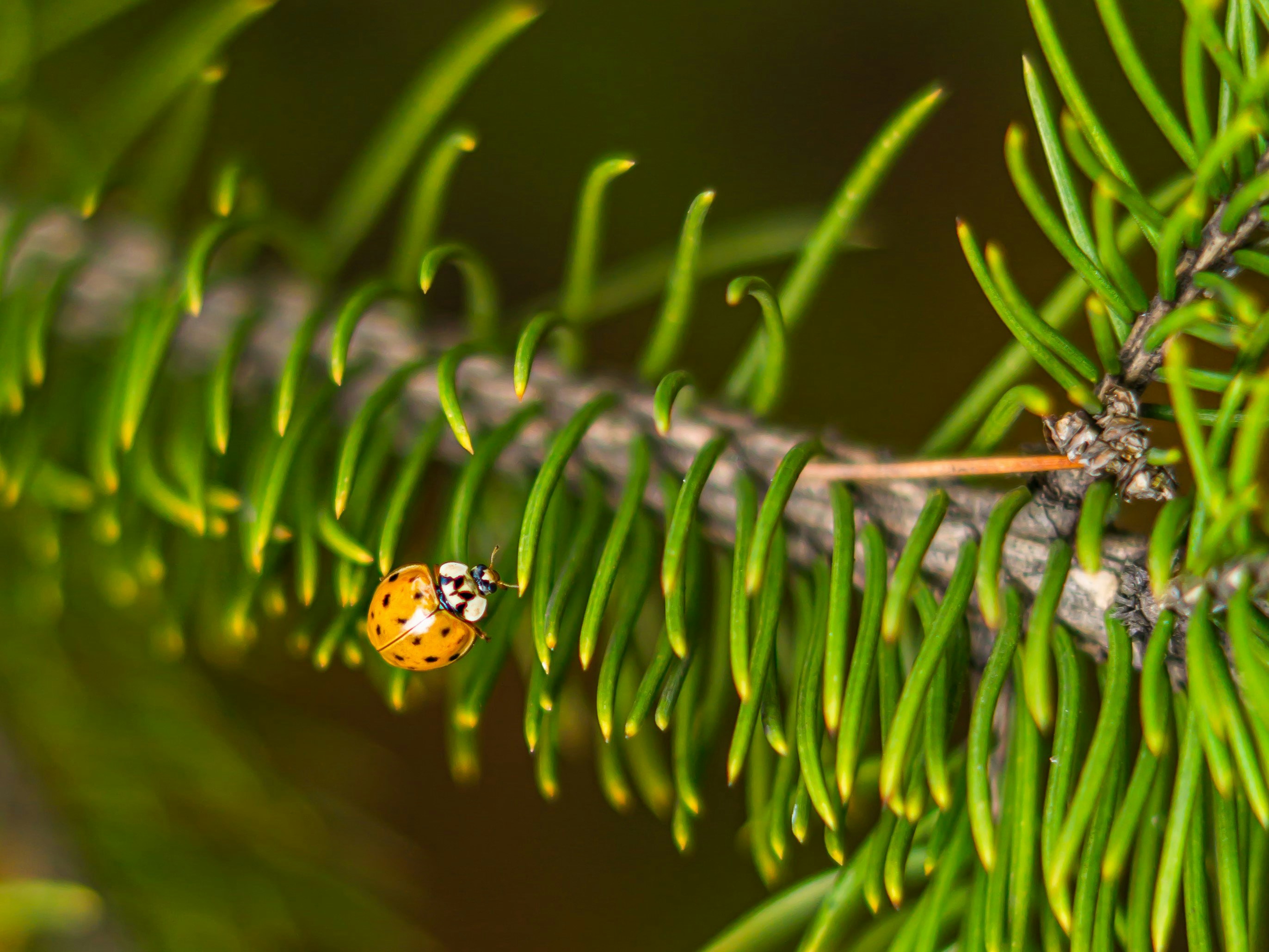 Orange Ladybug on a Pine Needle Trail