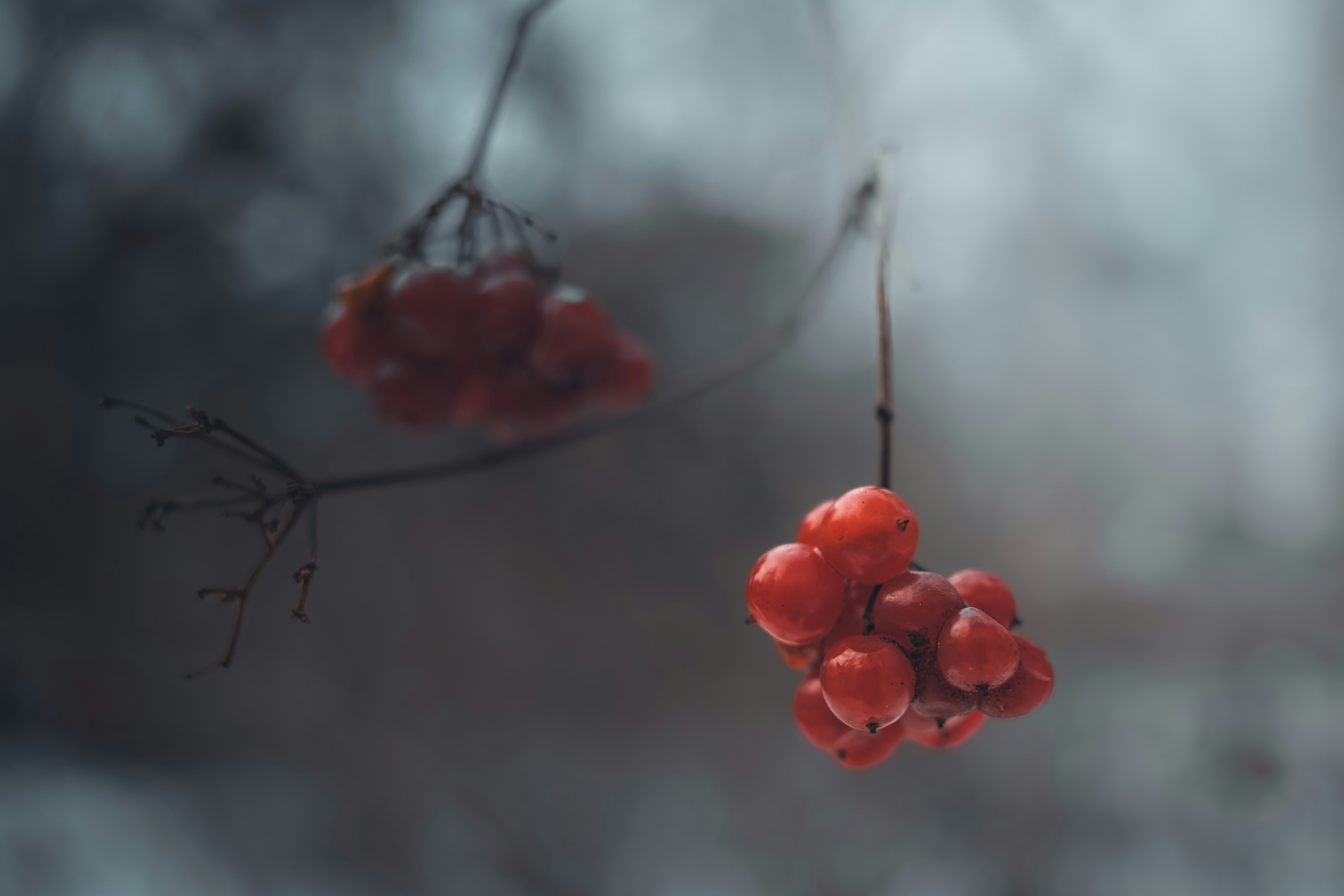 Crimson Berries in a Frosty Backdrop