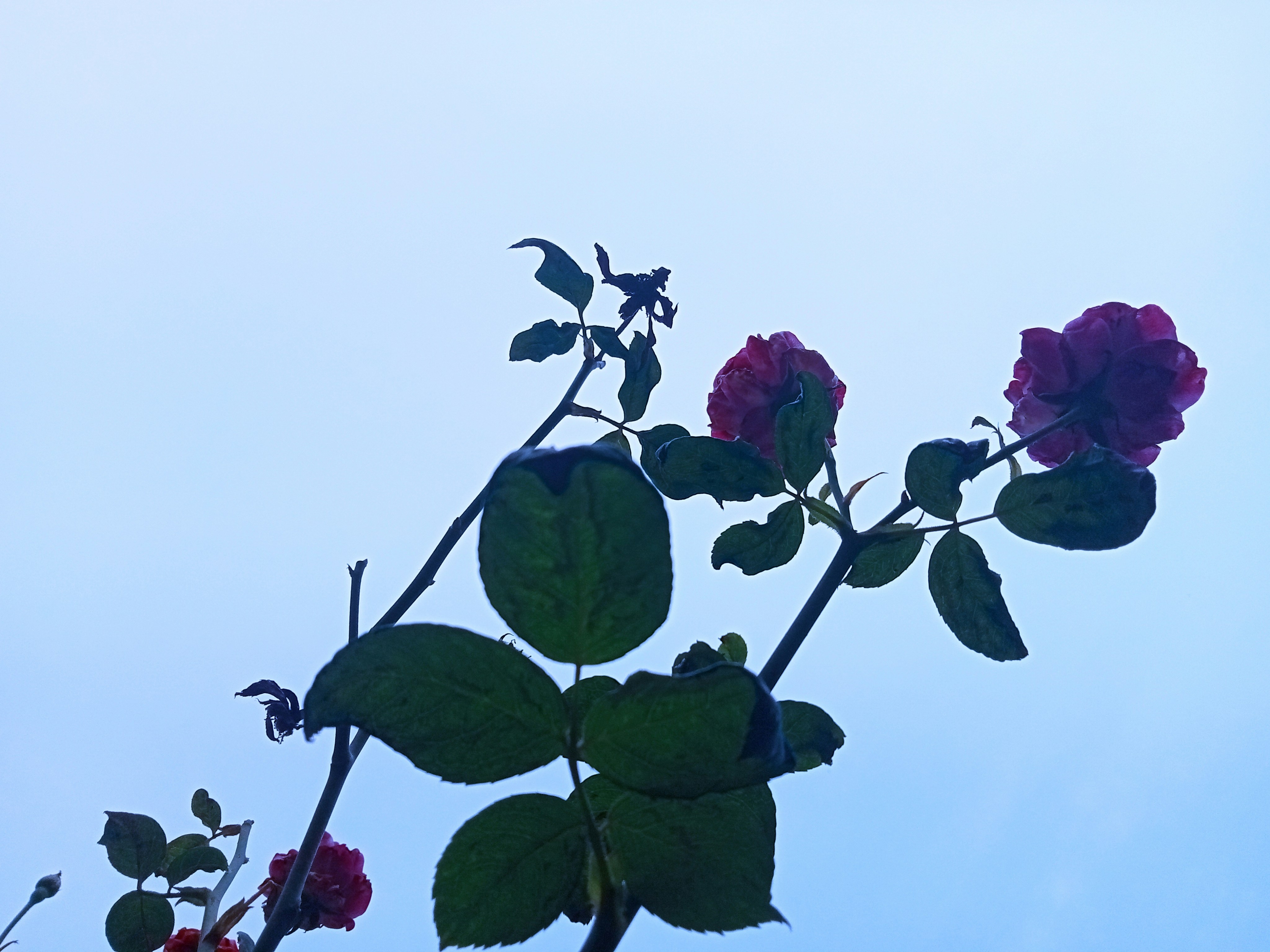 Wallpaper Rose Pictures | Download Free Images on Unsplash
