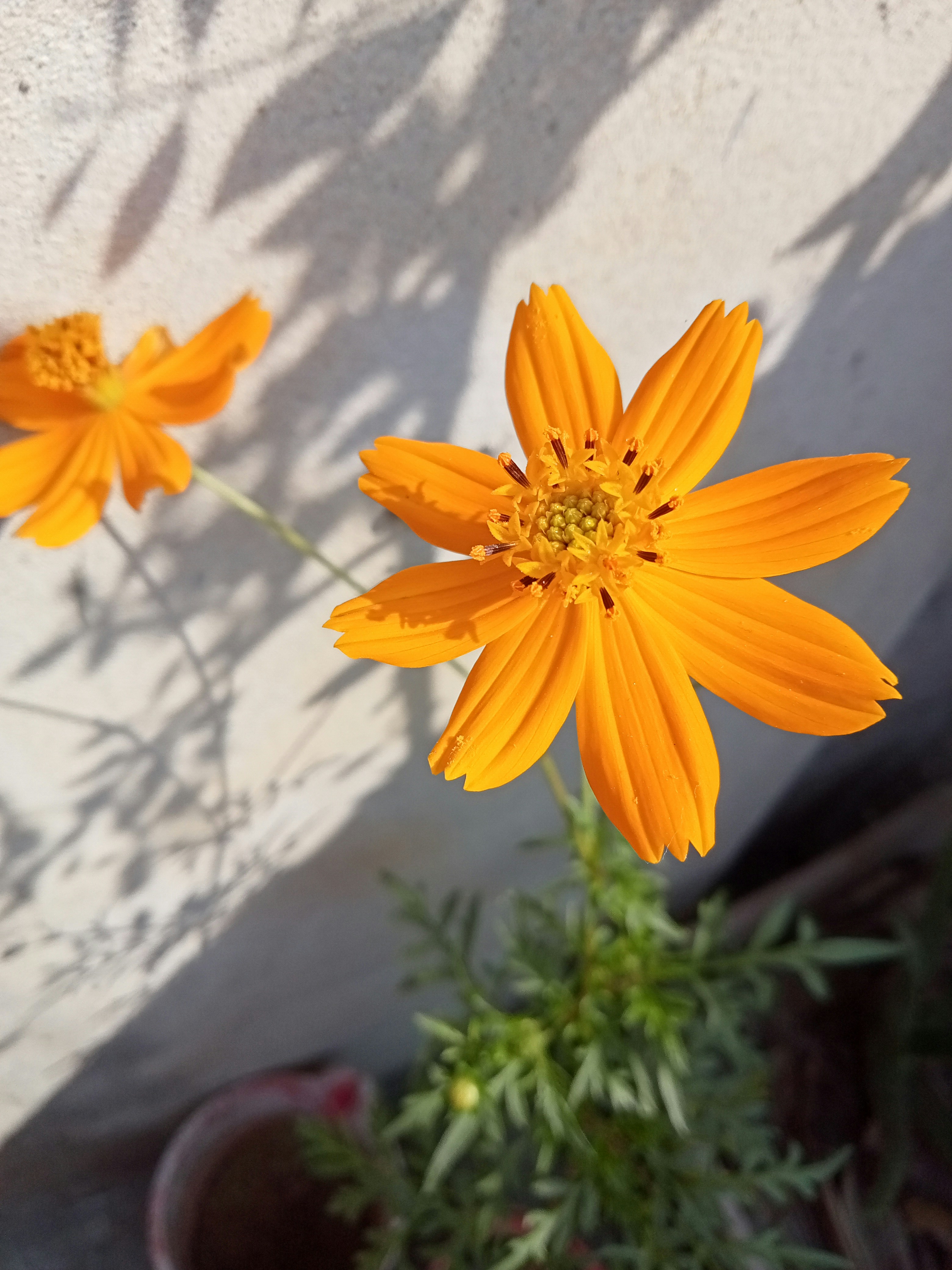 Sample photo from OPPO A15s