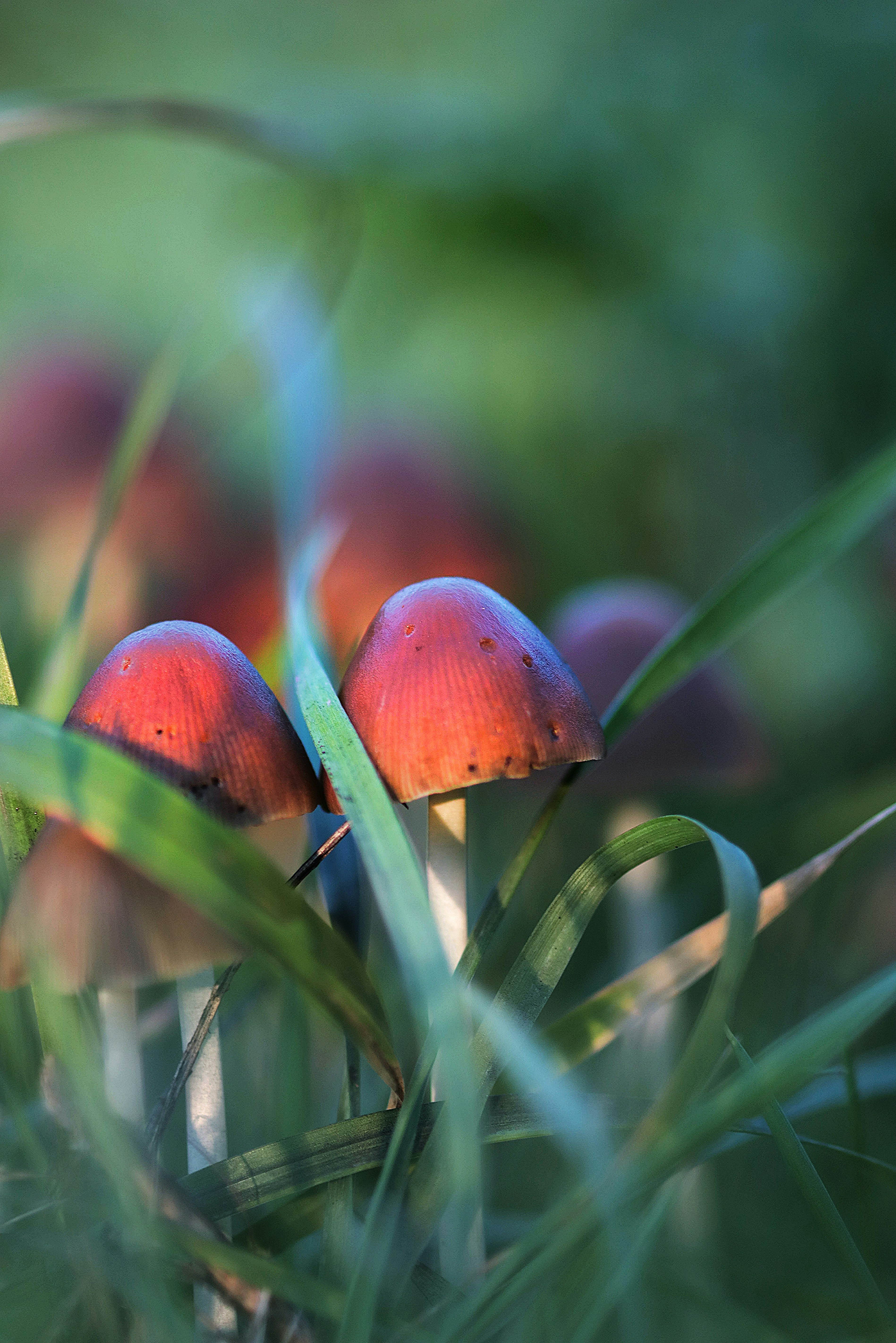Crimson-Capped Mushrooms Nestled Among Emerald Grass