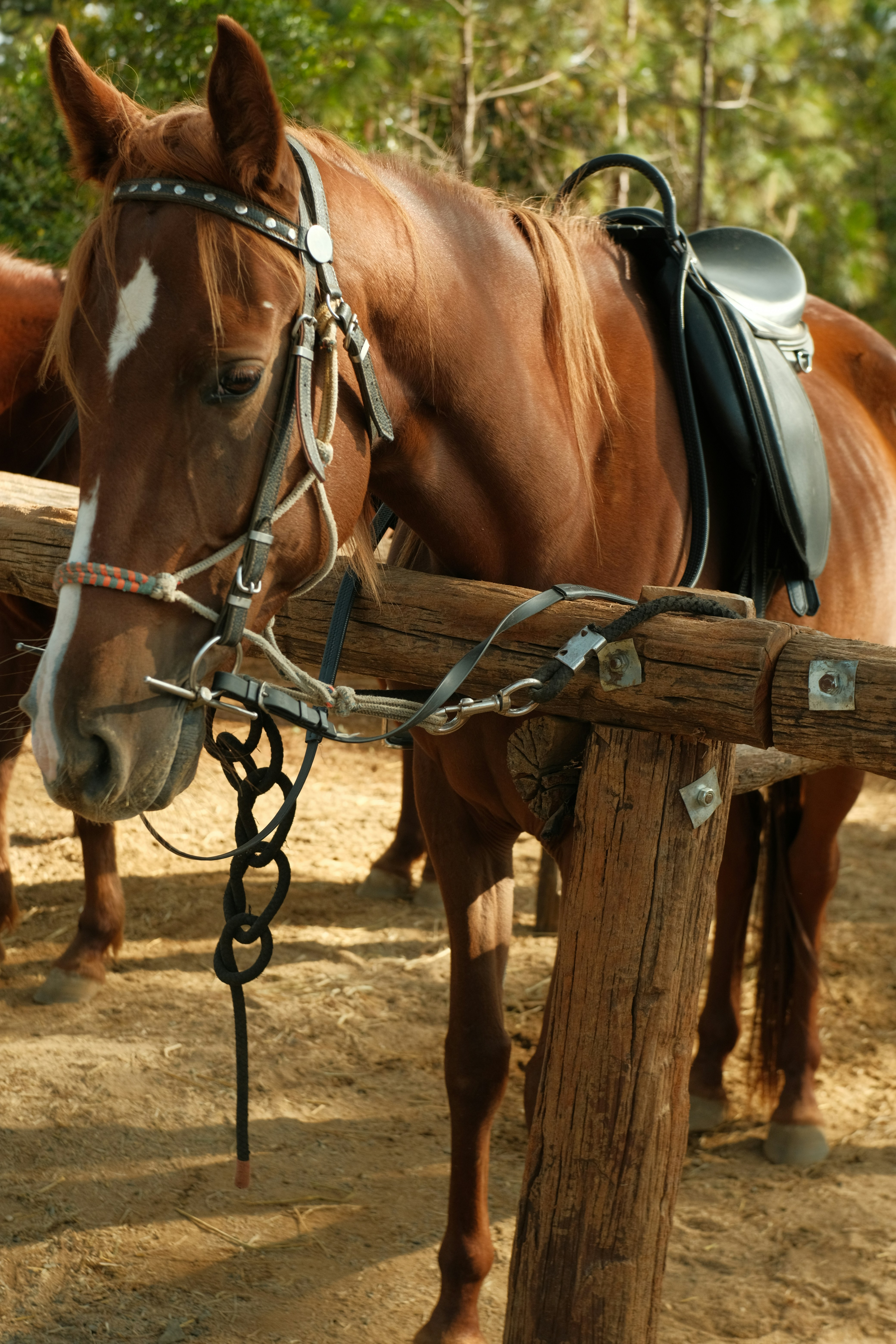 Bridle and Bond: A Chestnut in the Sunlit Stable