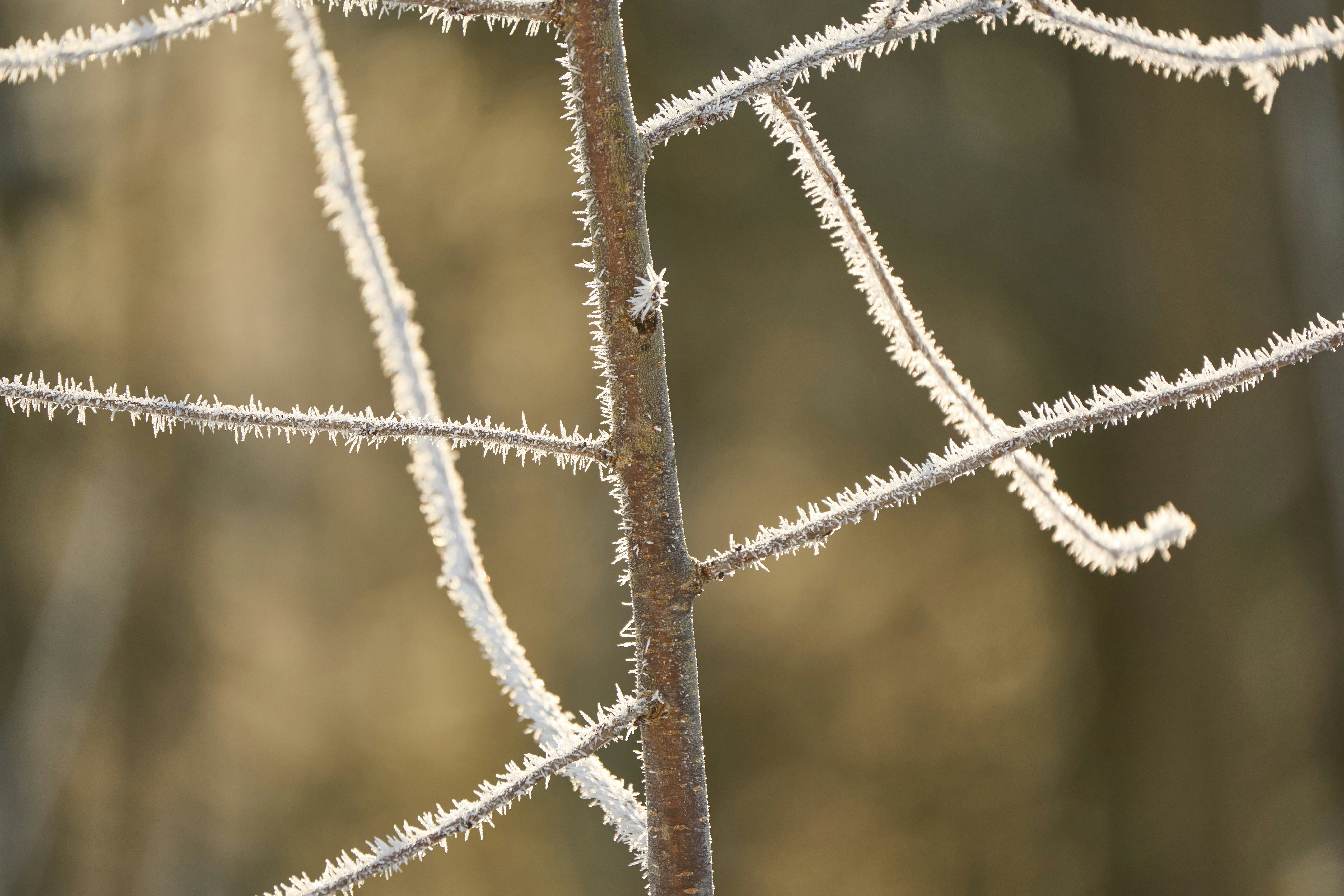 A close up of a plant with frost on it photo – Free Grey Image on Unsplash