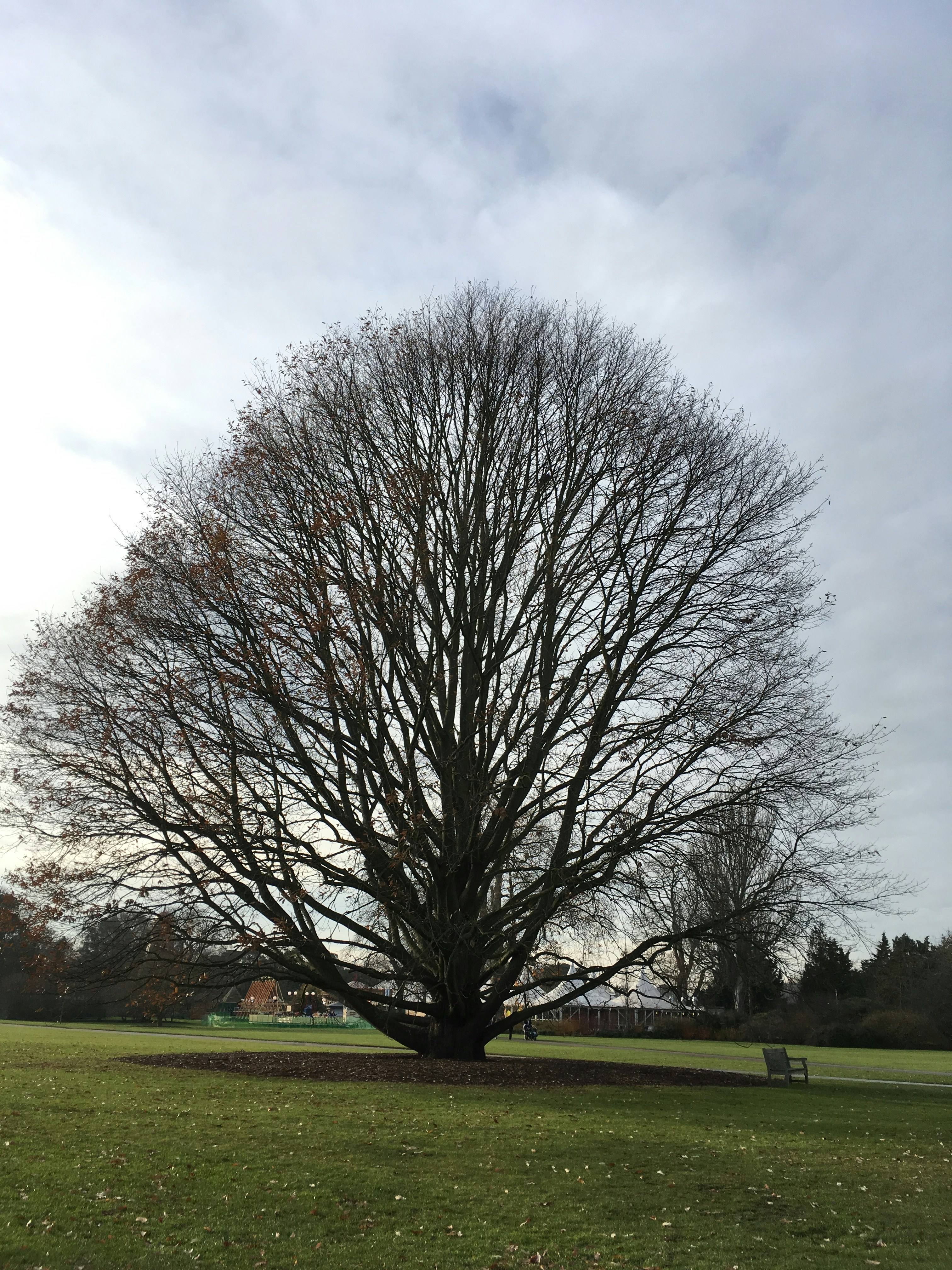A large tree with no leaves in a park photo – Free Single tree Image on ...