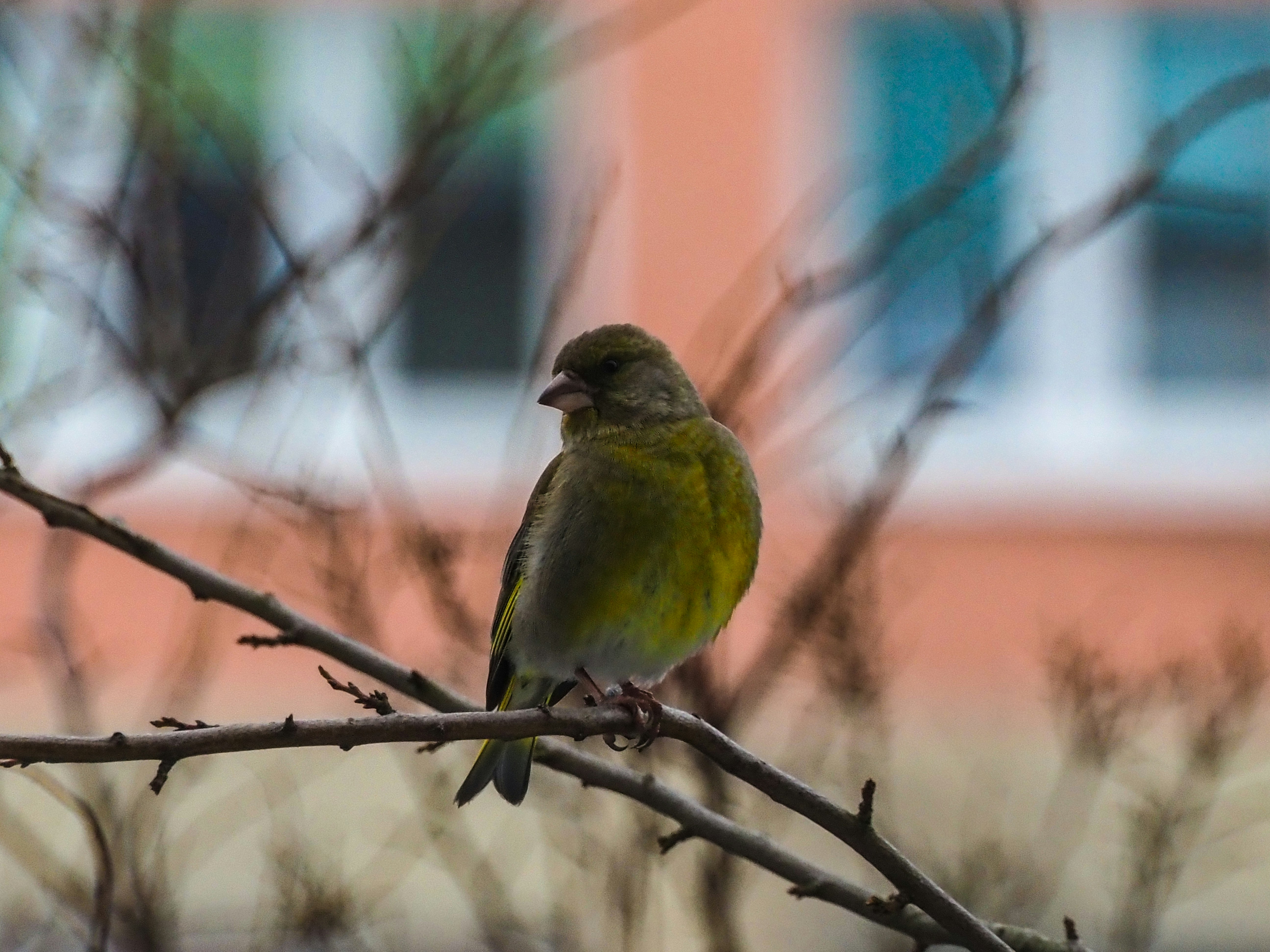 Verdant Warbler on a Bare Branch Against a Peach-Backdrop City Glass