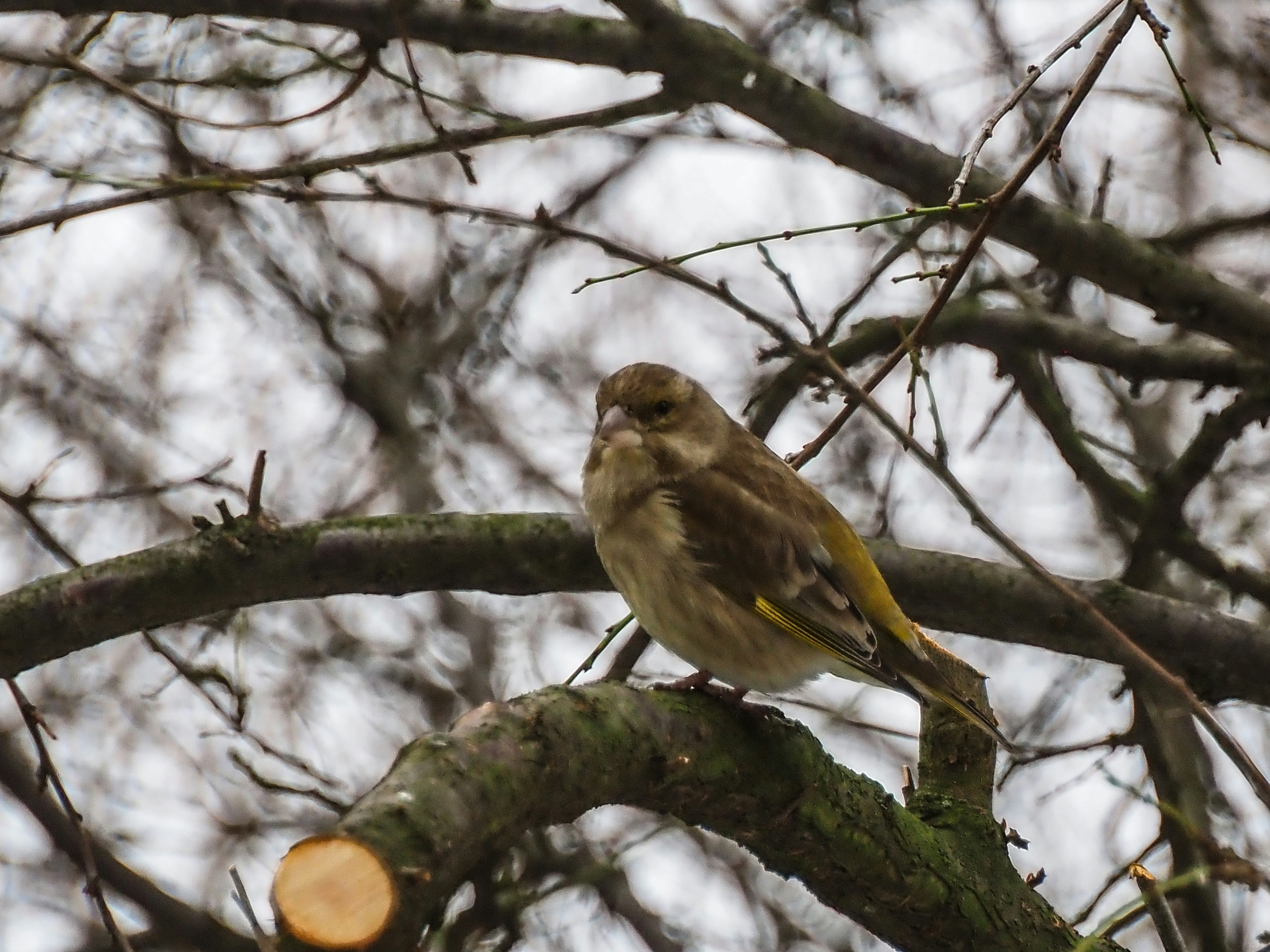 Perched in Winter Quiet: A Small Songbird on Mossy Branch