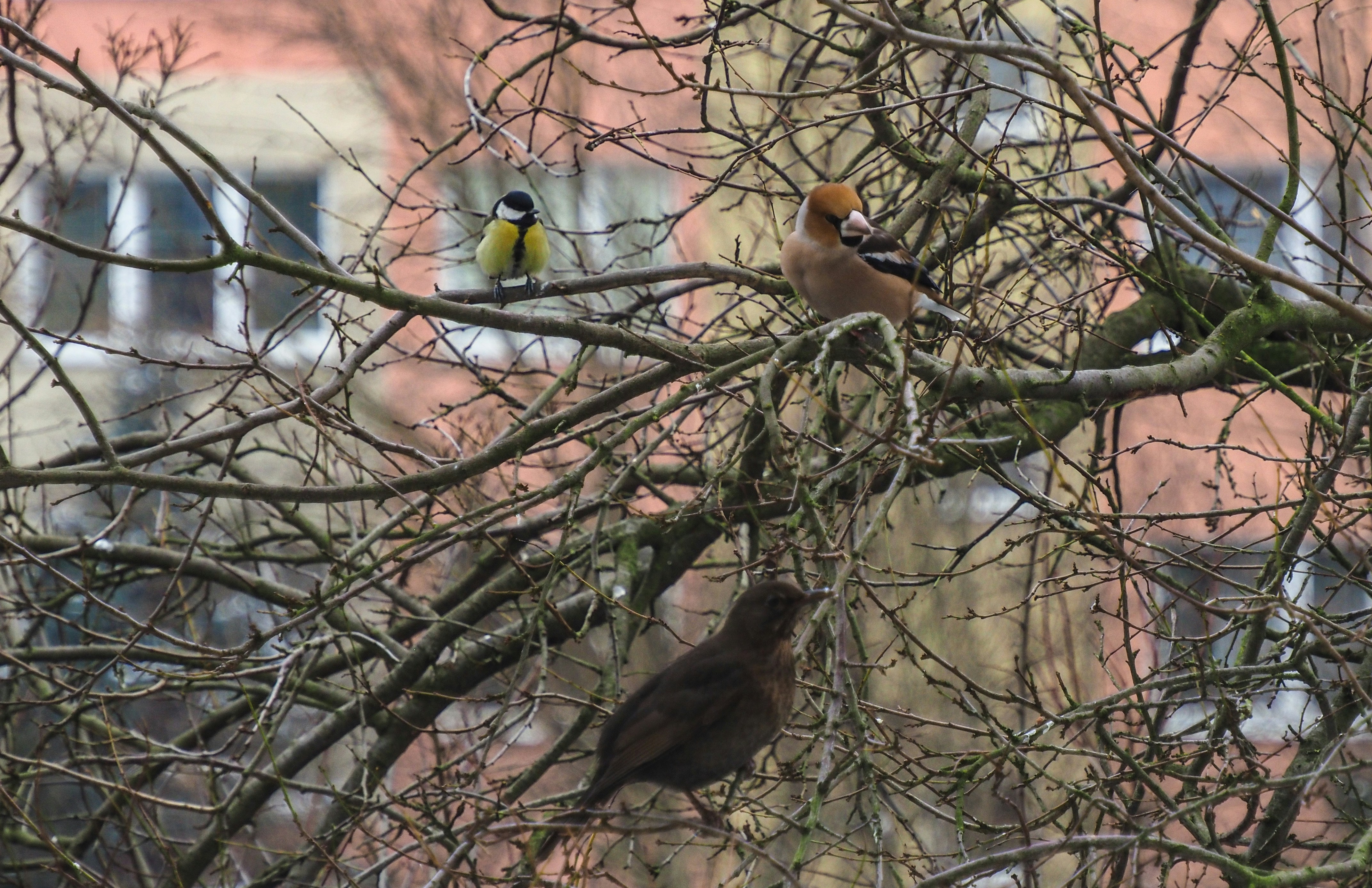 Three colorful birds perched on bare tree branches against an urban backdrop.