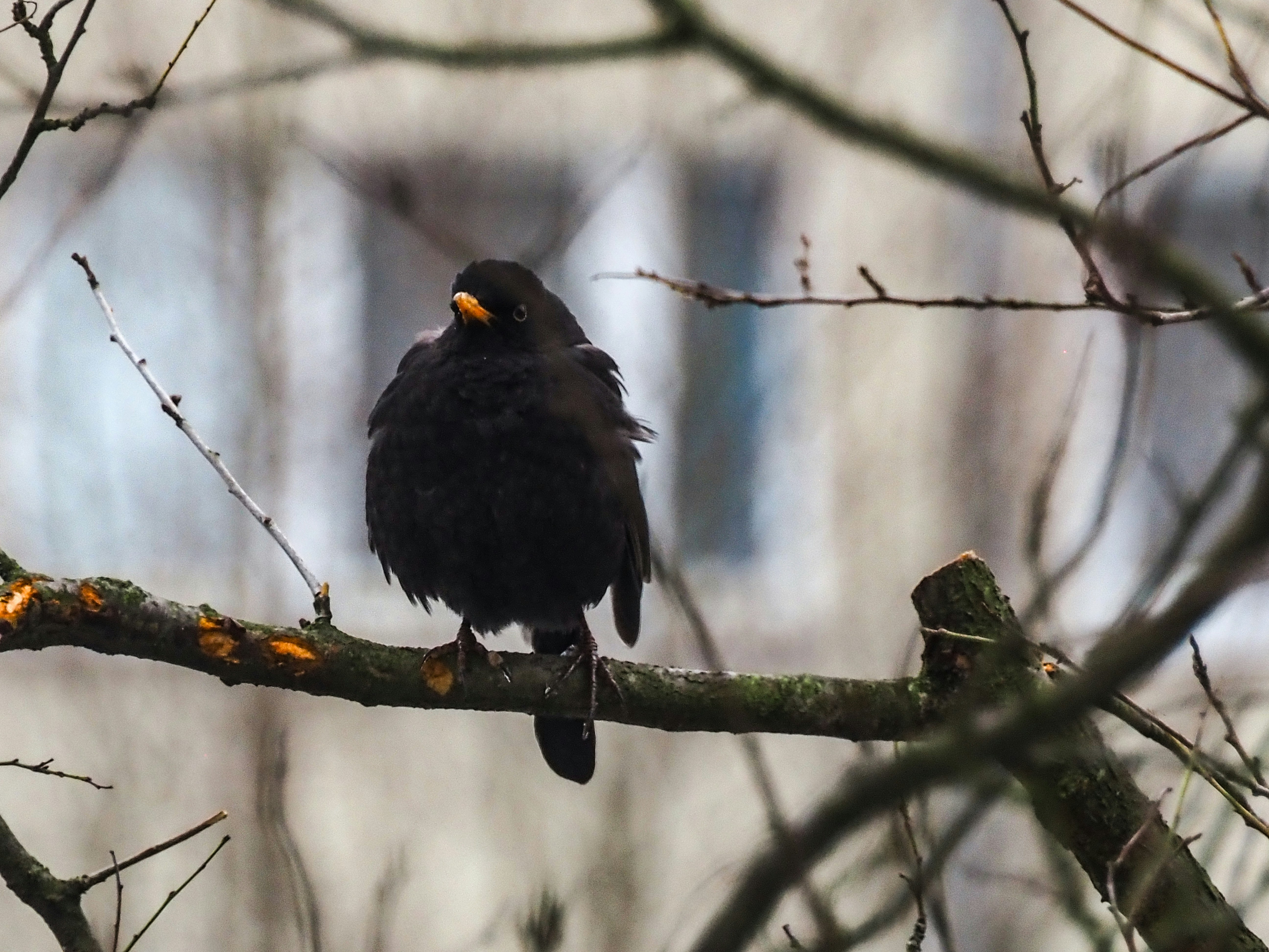 Midwinter Blackbird on a Mossy Branch under Quiet Winter Light
