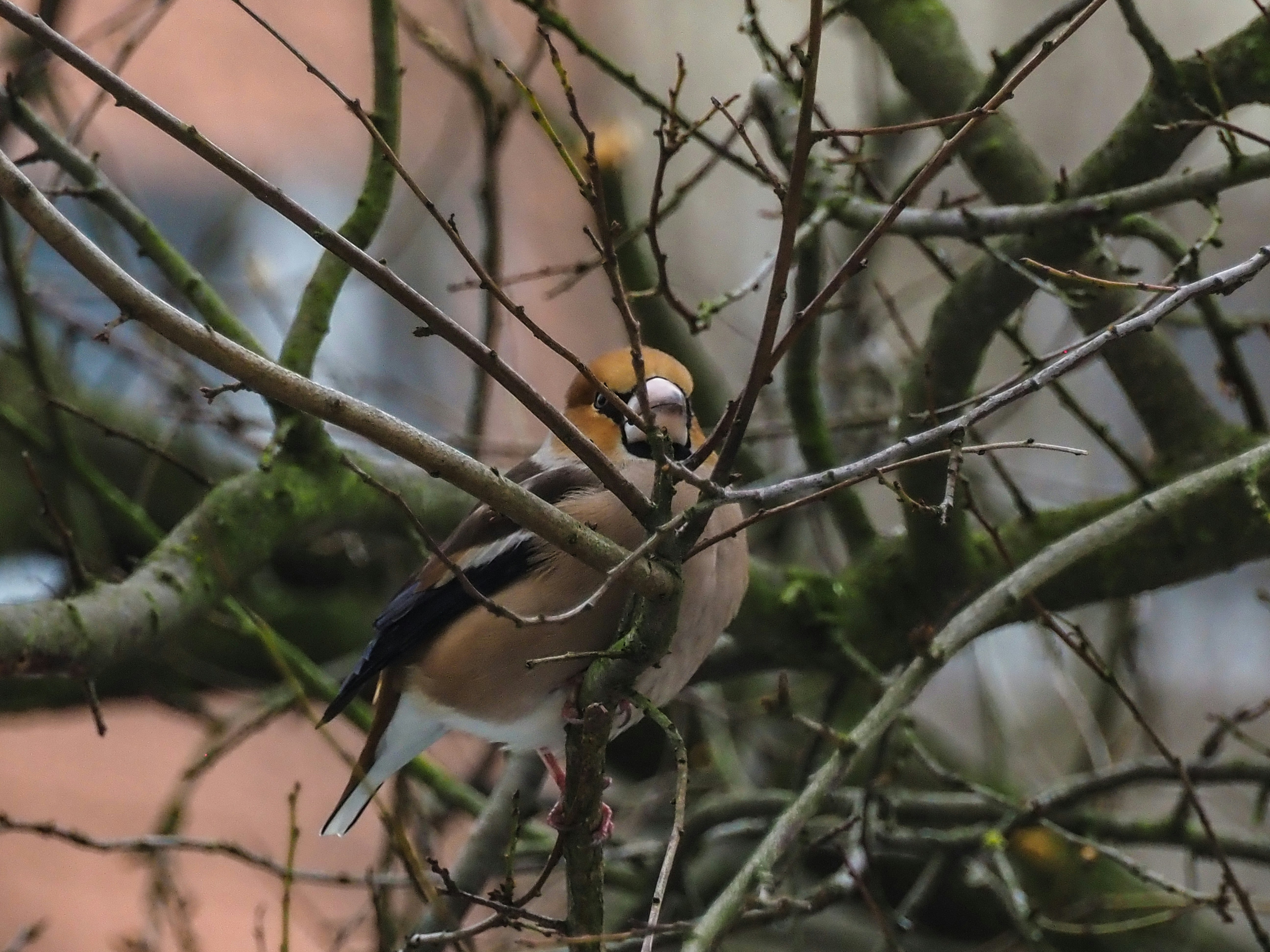 Twig Maze Serenade: A Tiny Songbird Pauses Among Branches