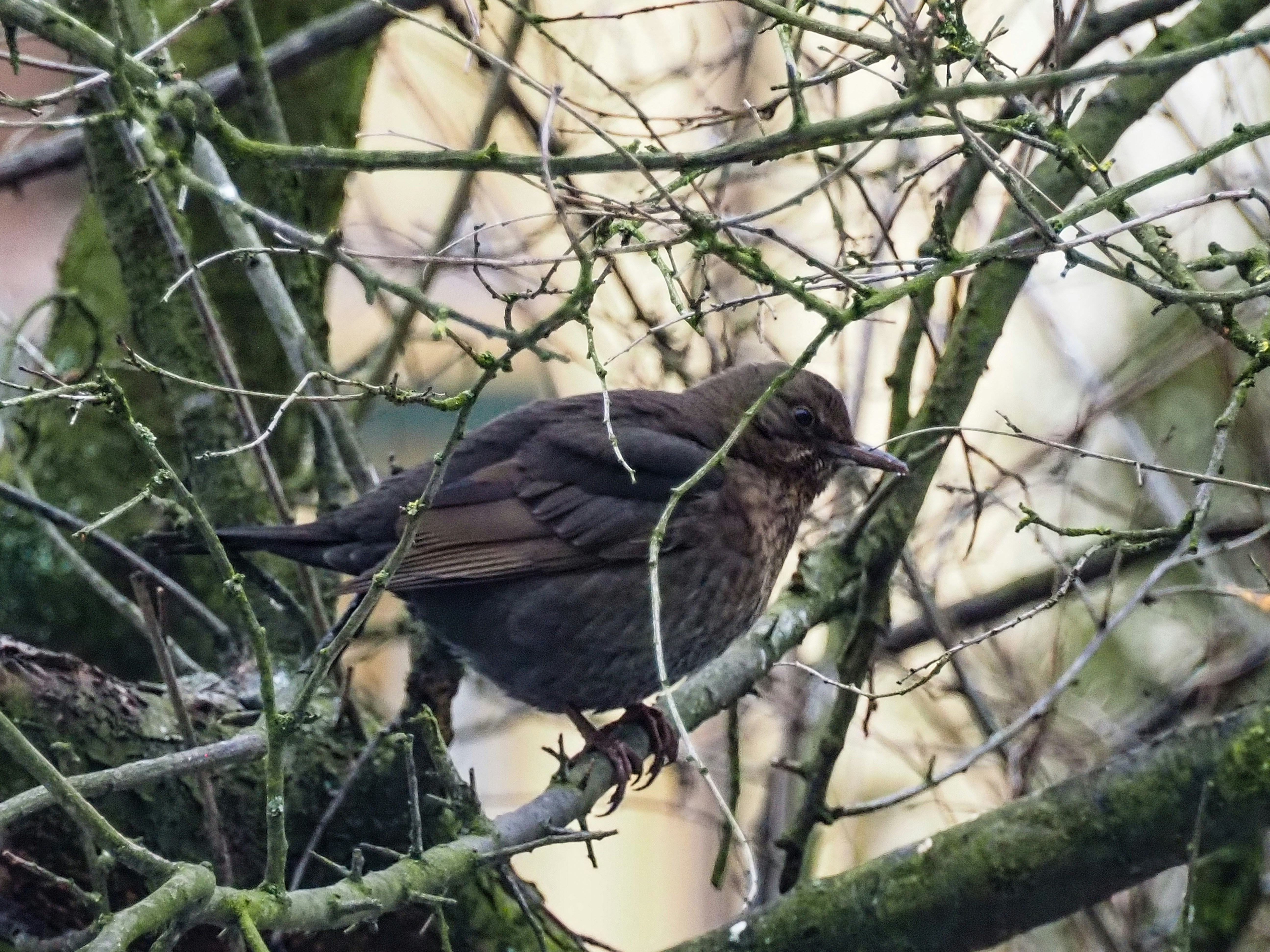 Hidden on a Mossy Tangle: A Dark Bird Perched Among Winter Branches