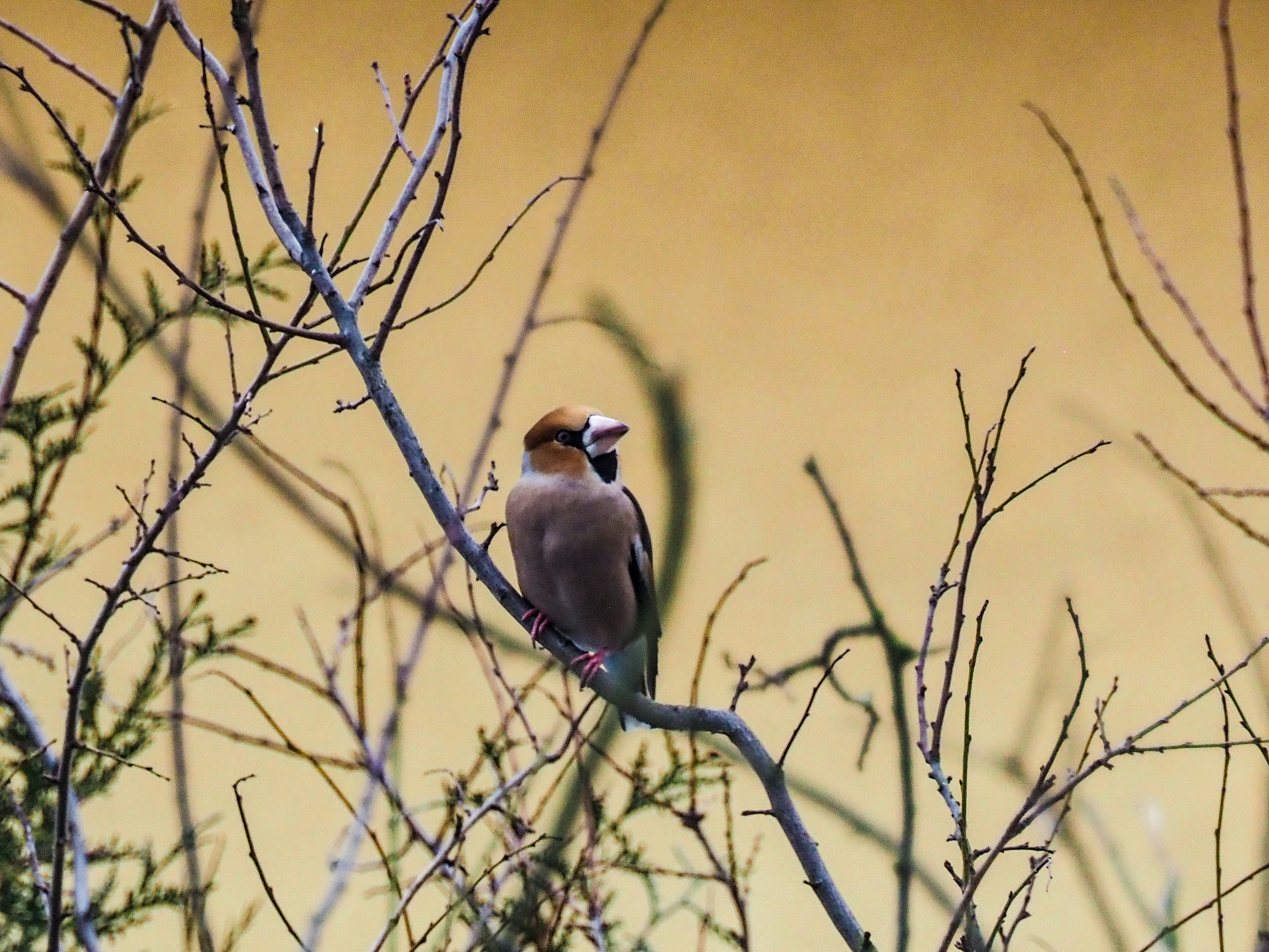 Amber Backdrop, Quiet Perch: A Lone Songbird on a Skeletal Branch