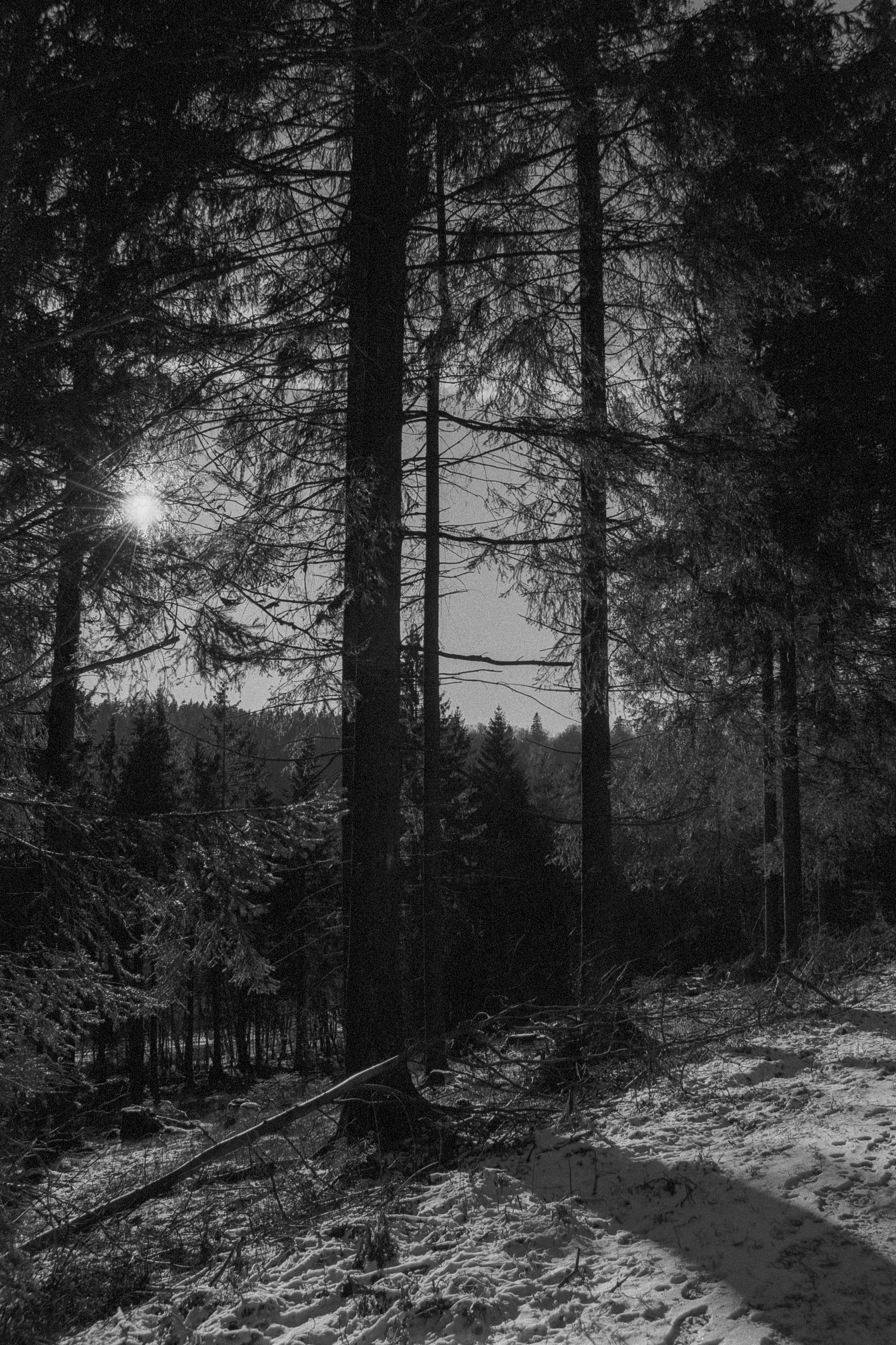 Glimmer Between Pines: A Snowlit Monochrome Forest