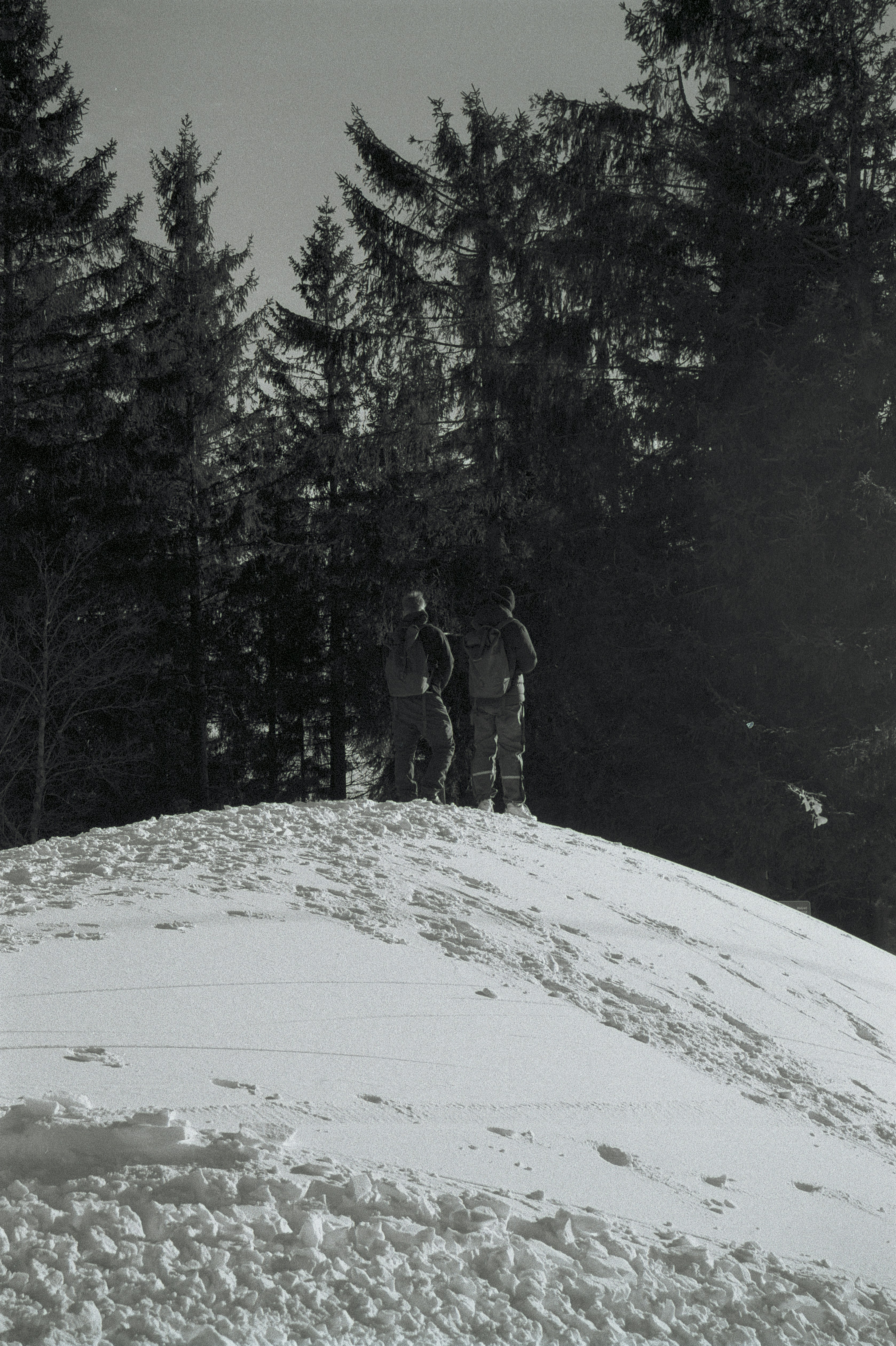 Two Hikers on a Snow-Capped Ridge Beneath Silent Pines