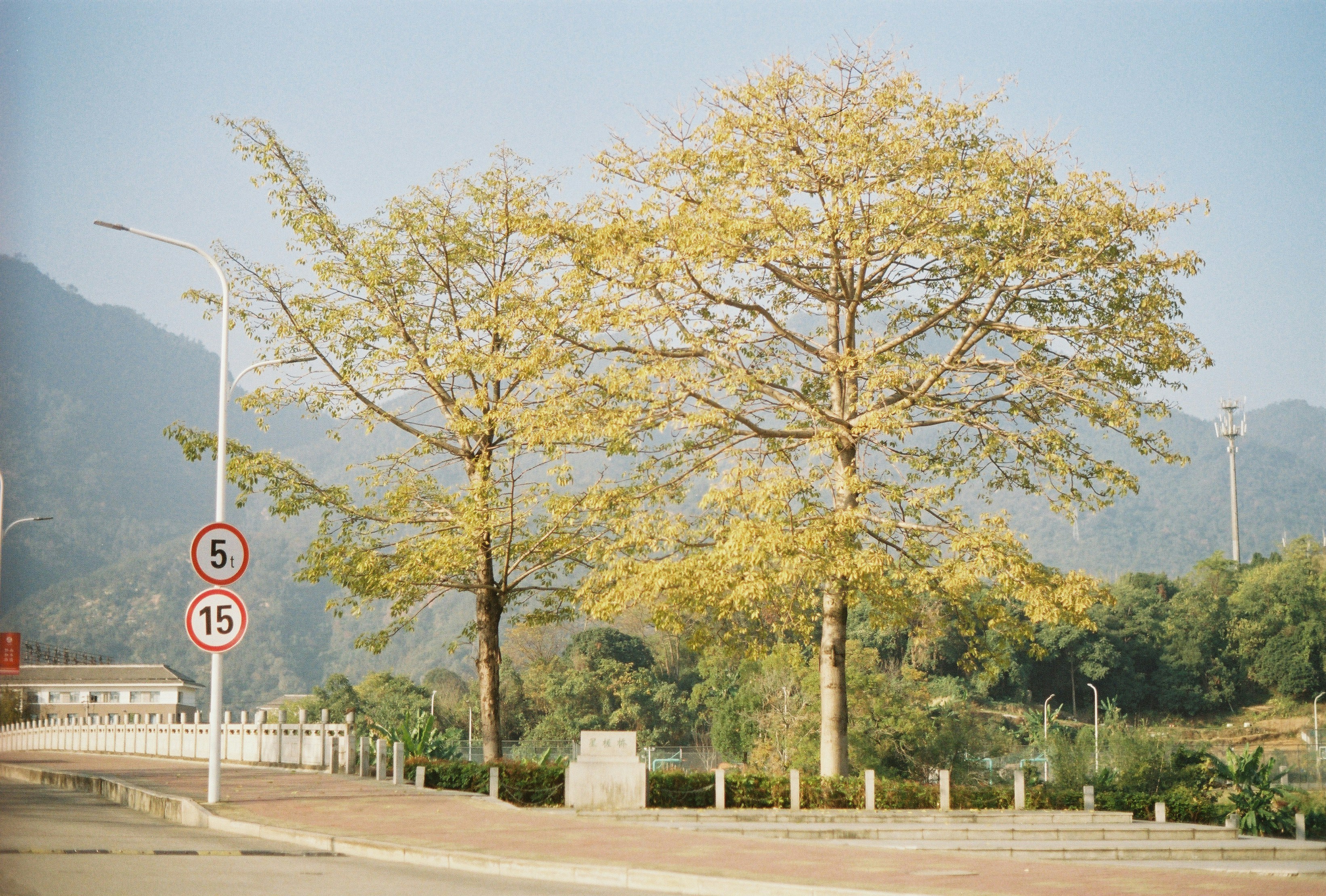 Two trees with yellow leaves stand along a quiet road under a clear blue sky.