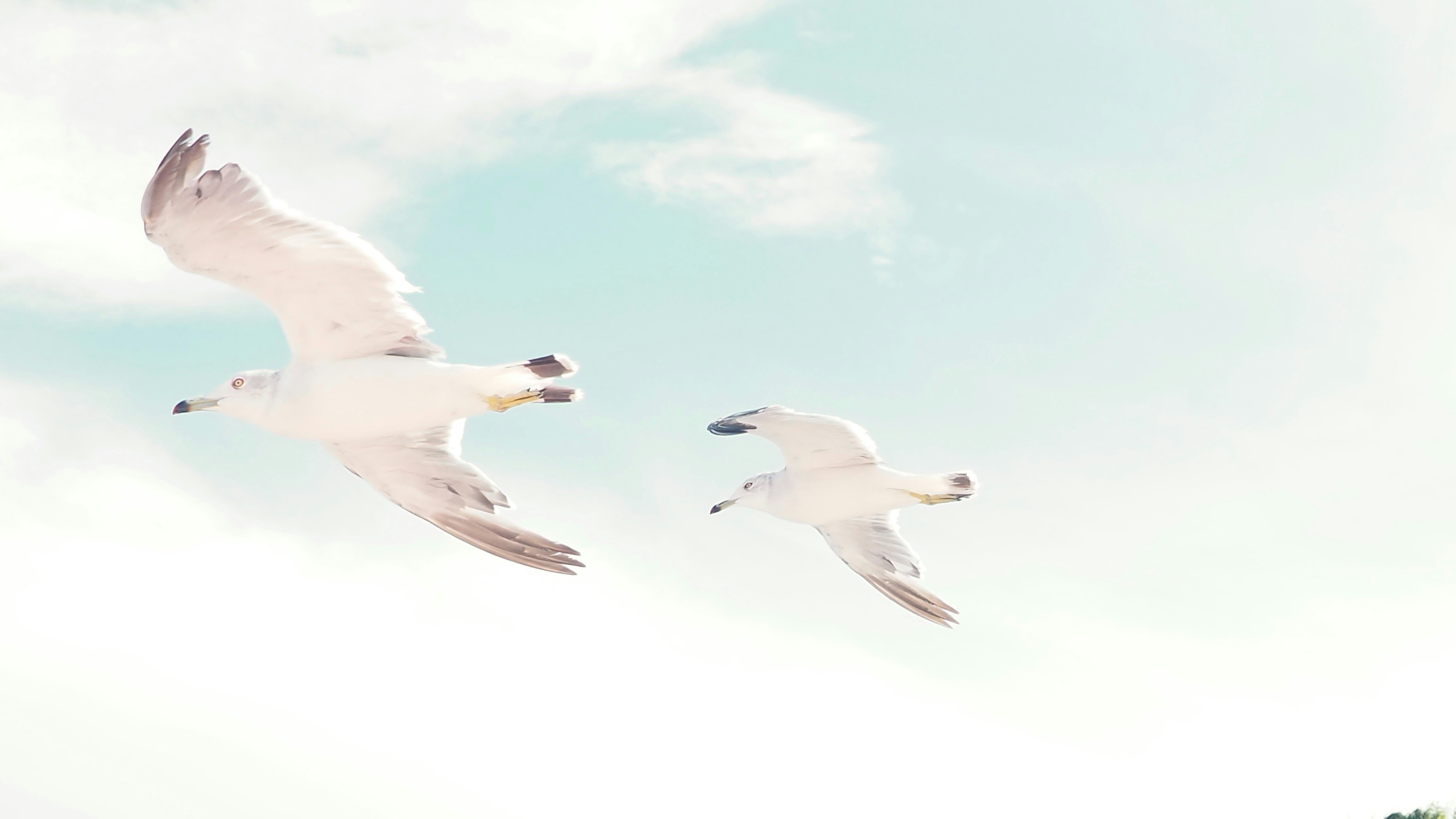 two seagulls are flying in the sky together