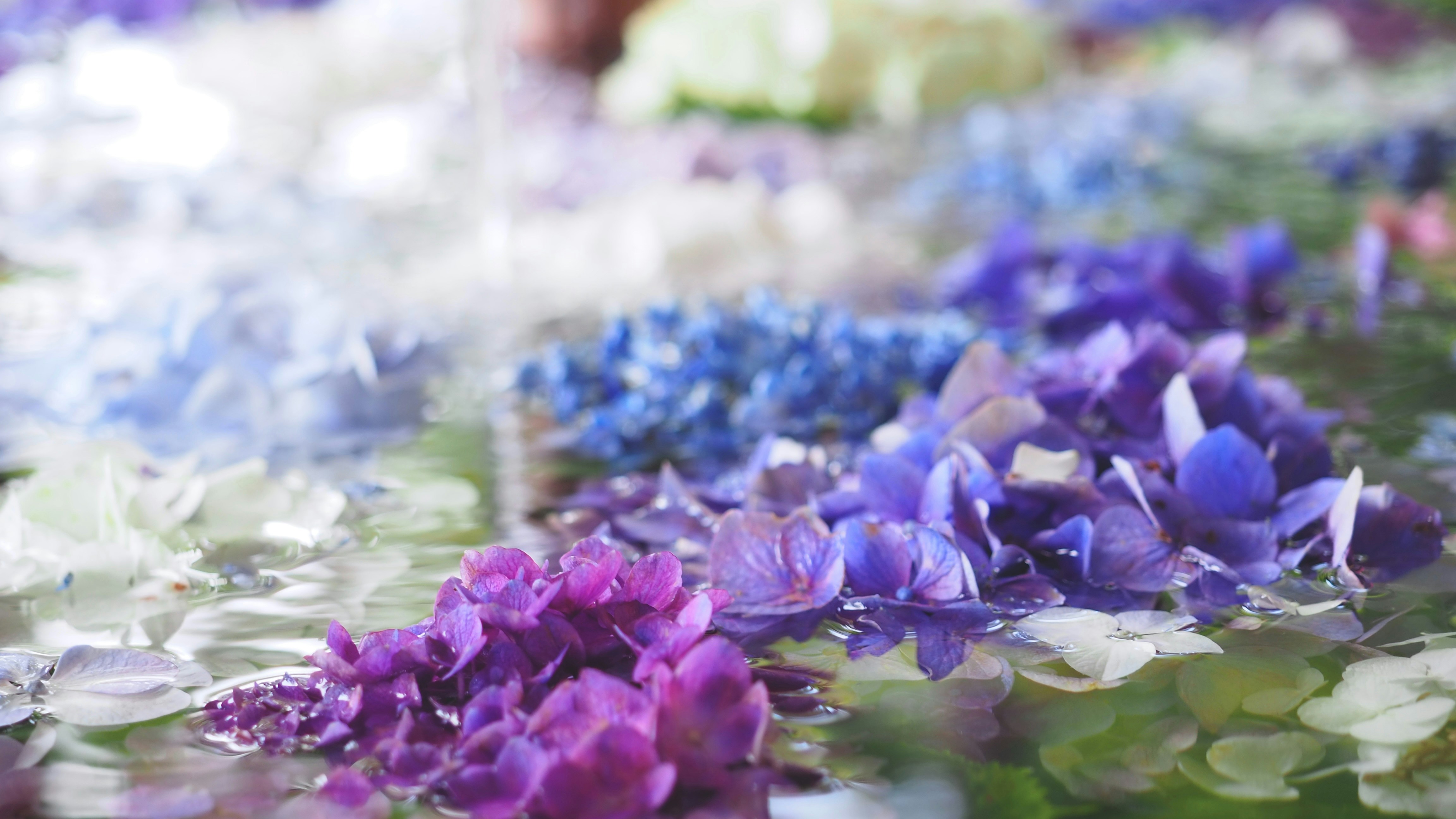 Lilac Petals Drift Across a Quiet Pond