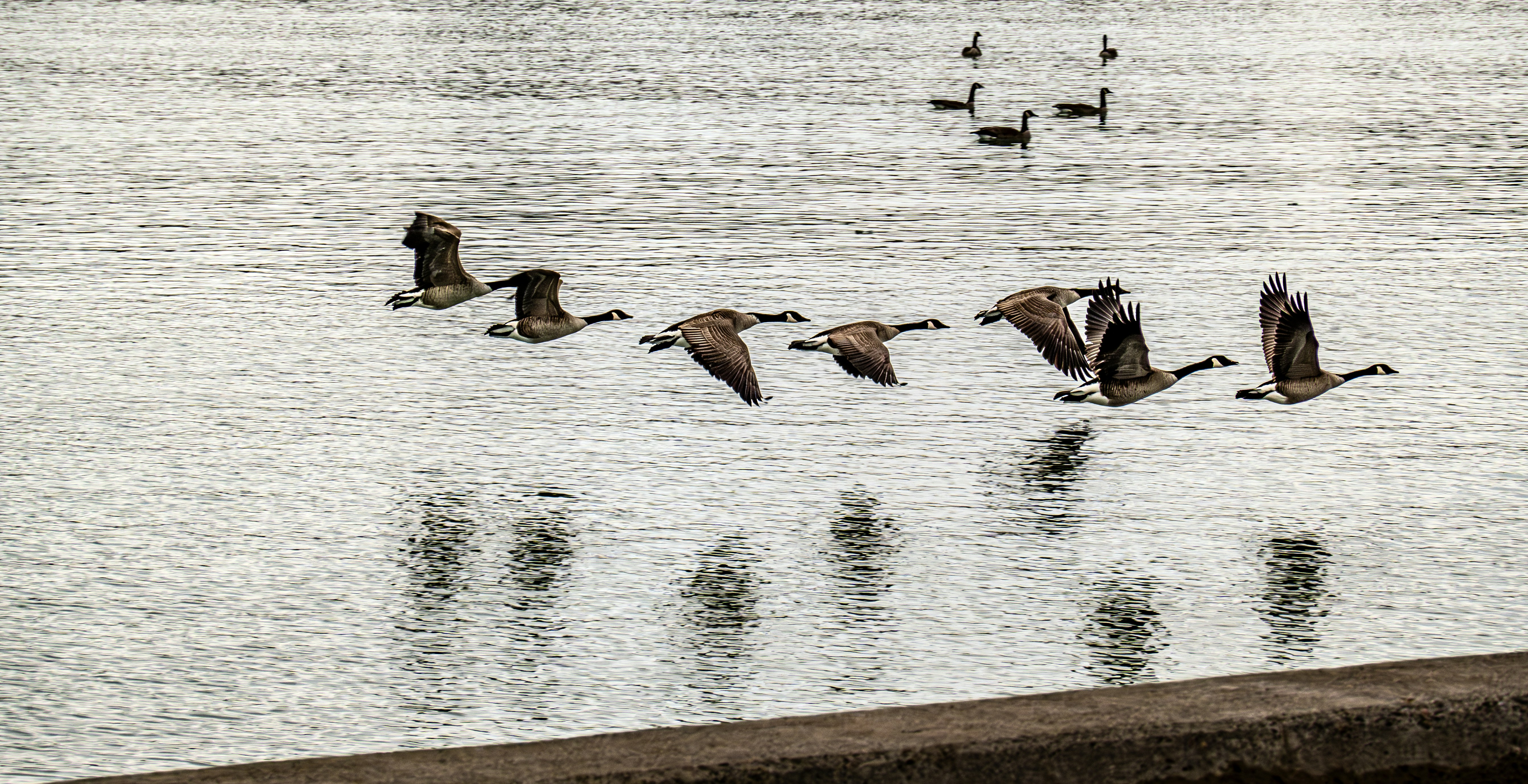 Winged procession over a rippled lake