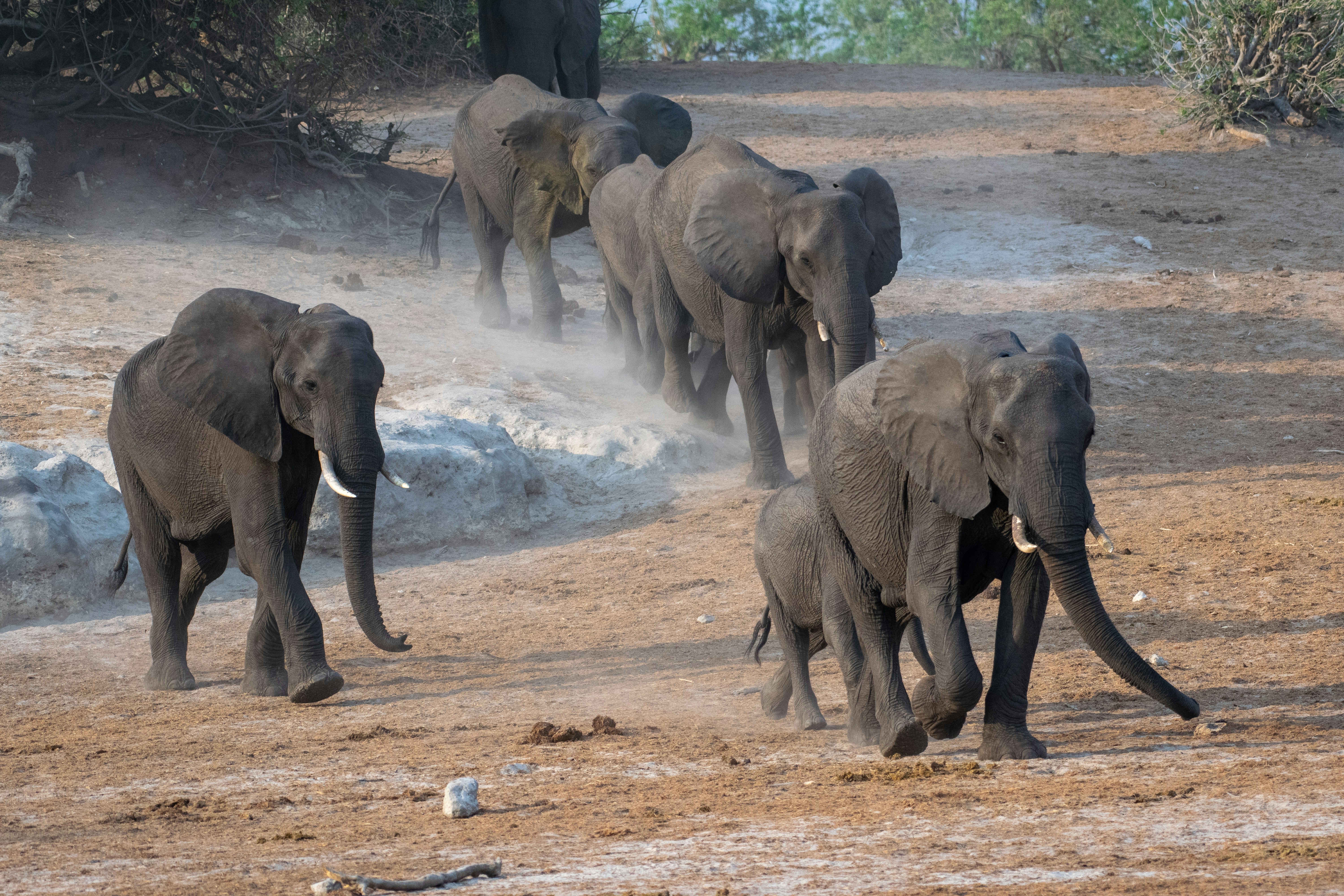 A herd of elephants traversing a dusty landscape, leaving trails in the earth as they move gracefully together.
