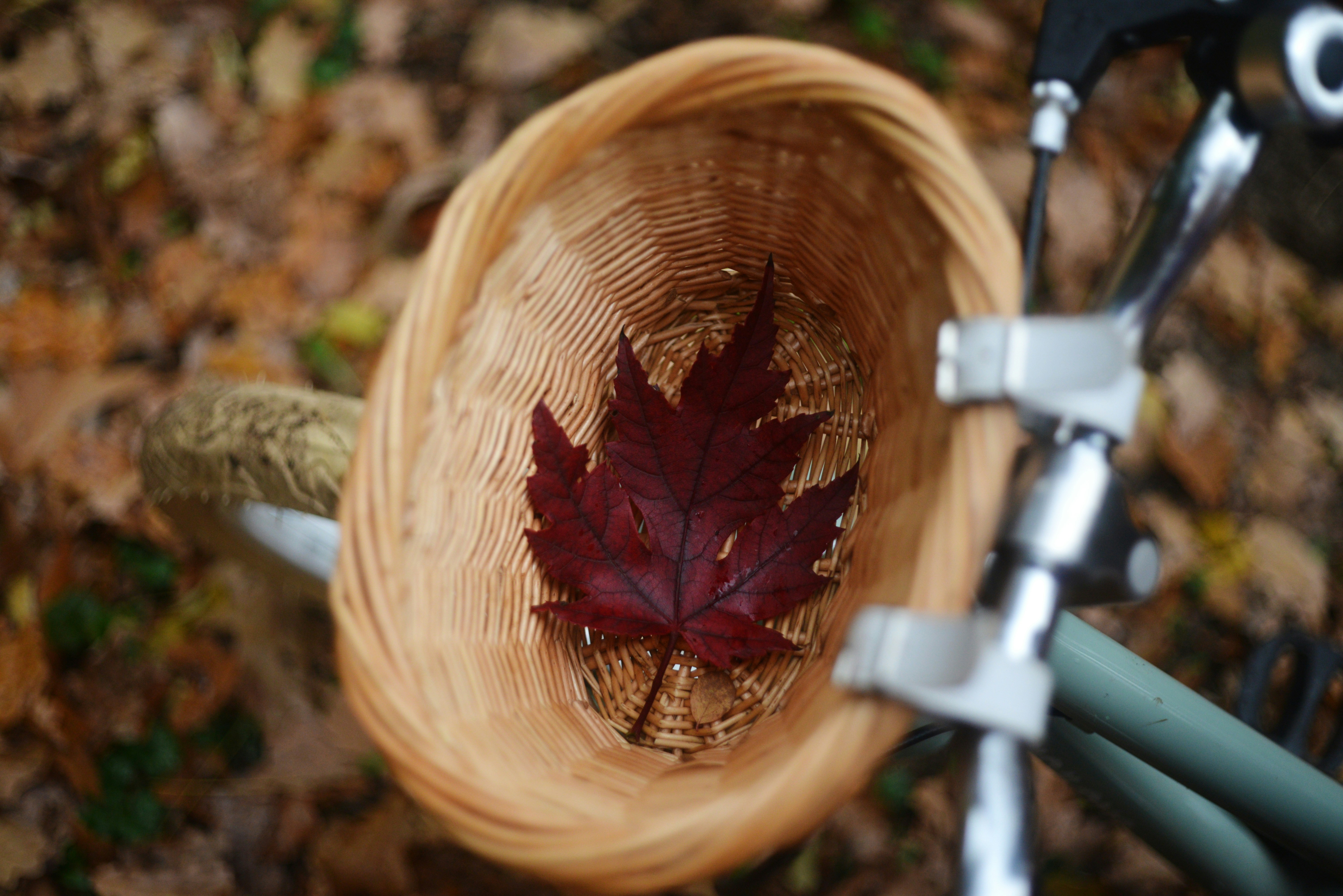 Autumn Lantern: A Red Maple Leaf Nestled in a Bicycle Basket