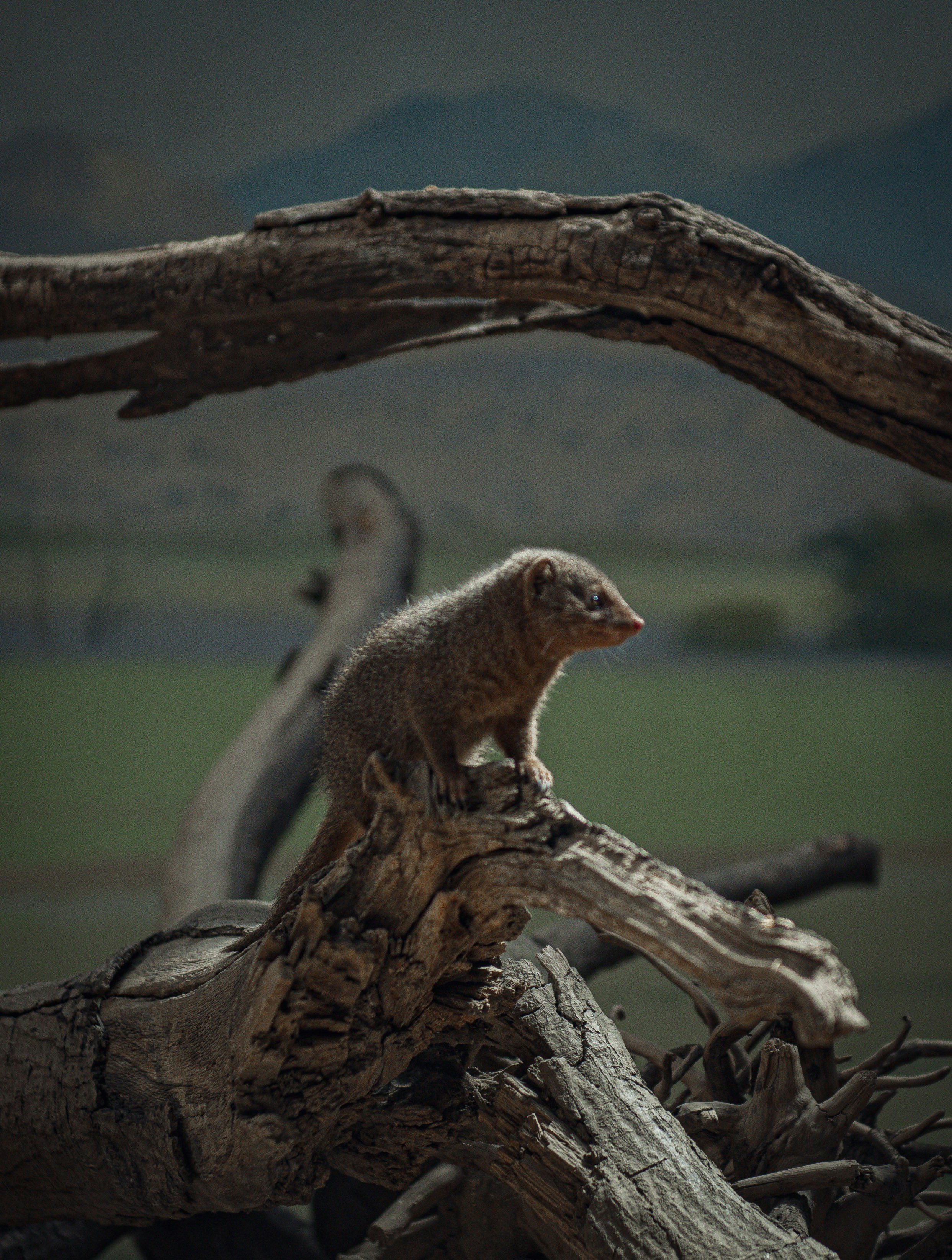 Weathered Driftwood Sentry: A Curious Squirrel Perched Above the Field