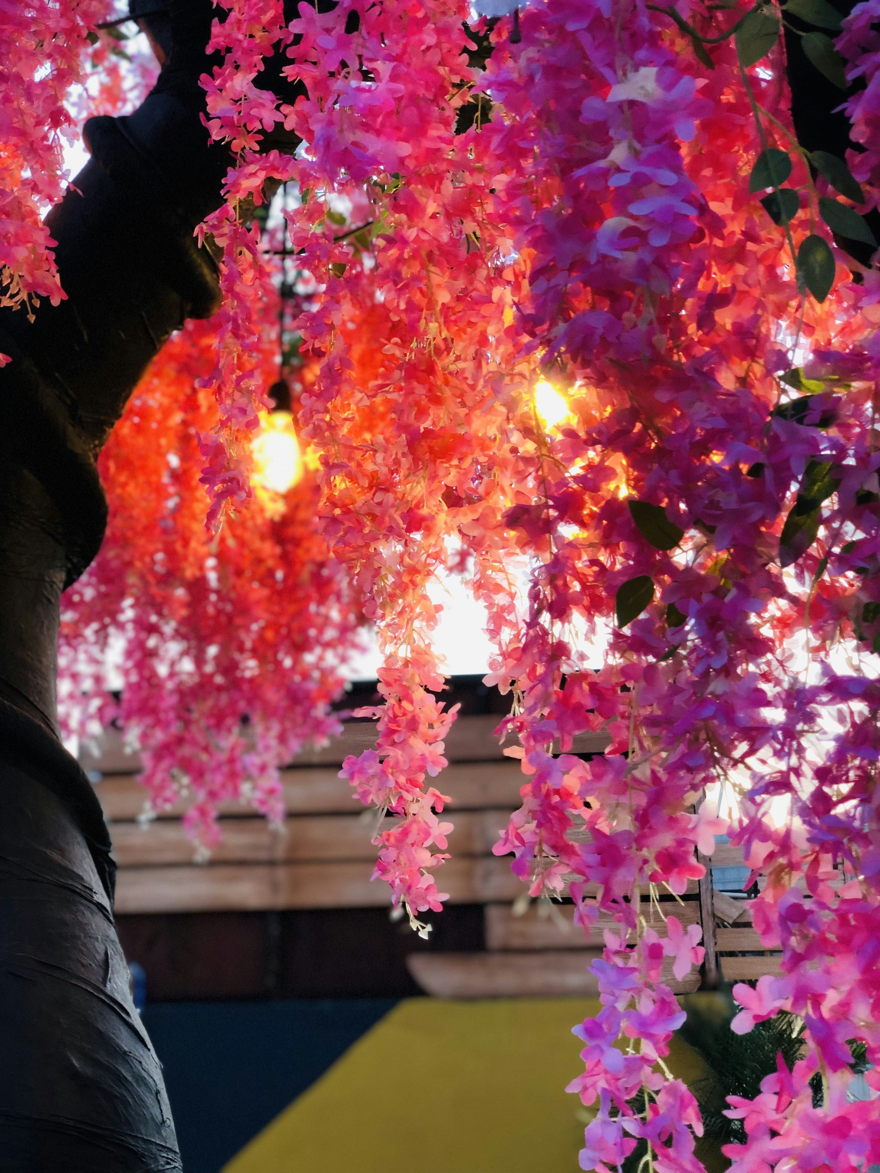 Sunlit Pink Cascade Beneath Warm Orbs