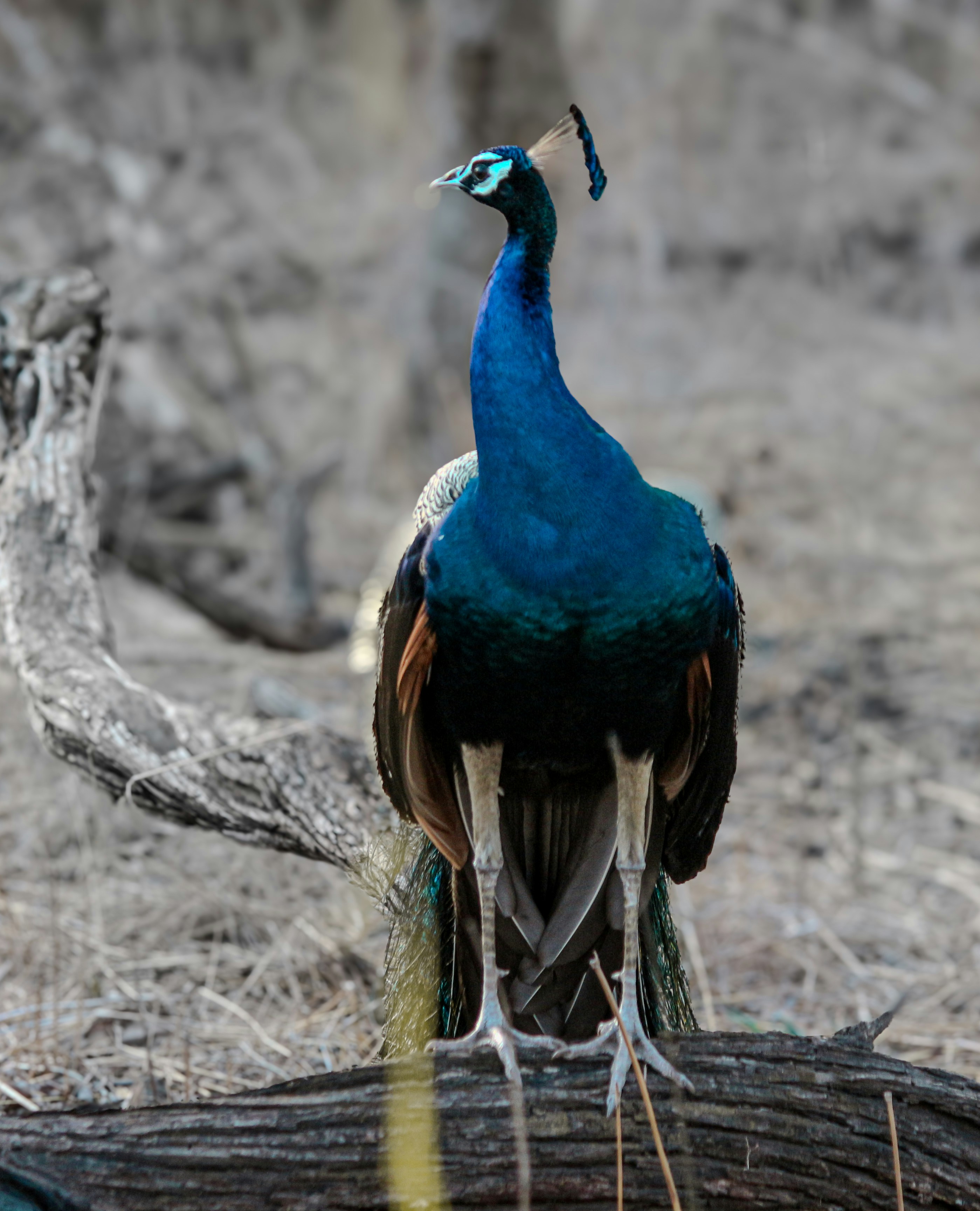 Azure Peacock Perched on a Weathered Log in a Quiet Woodland Clearing