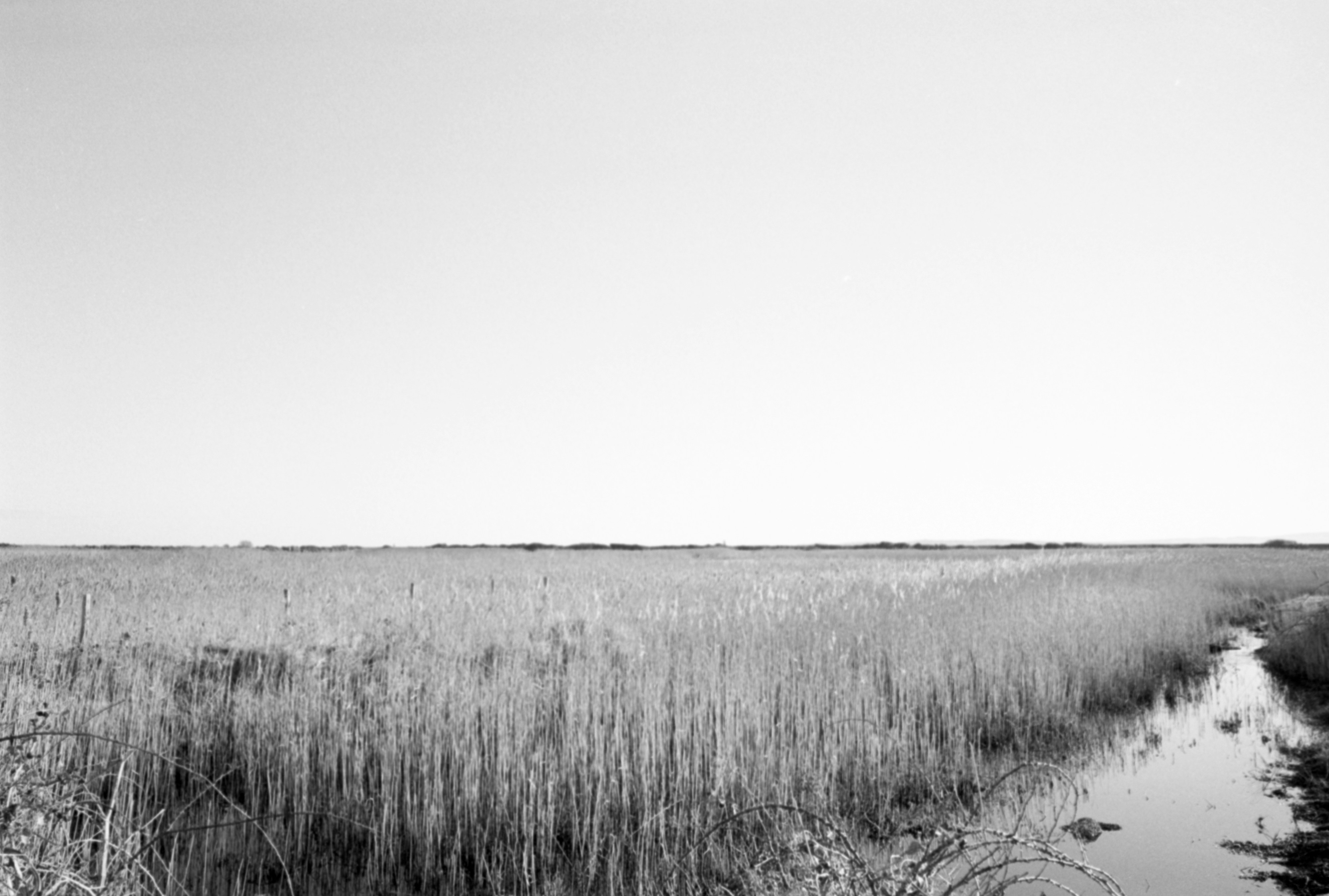 A black and white photo of a marsh photo – Free White Image on Unsplash