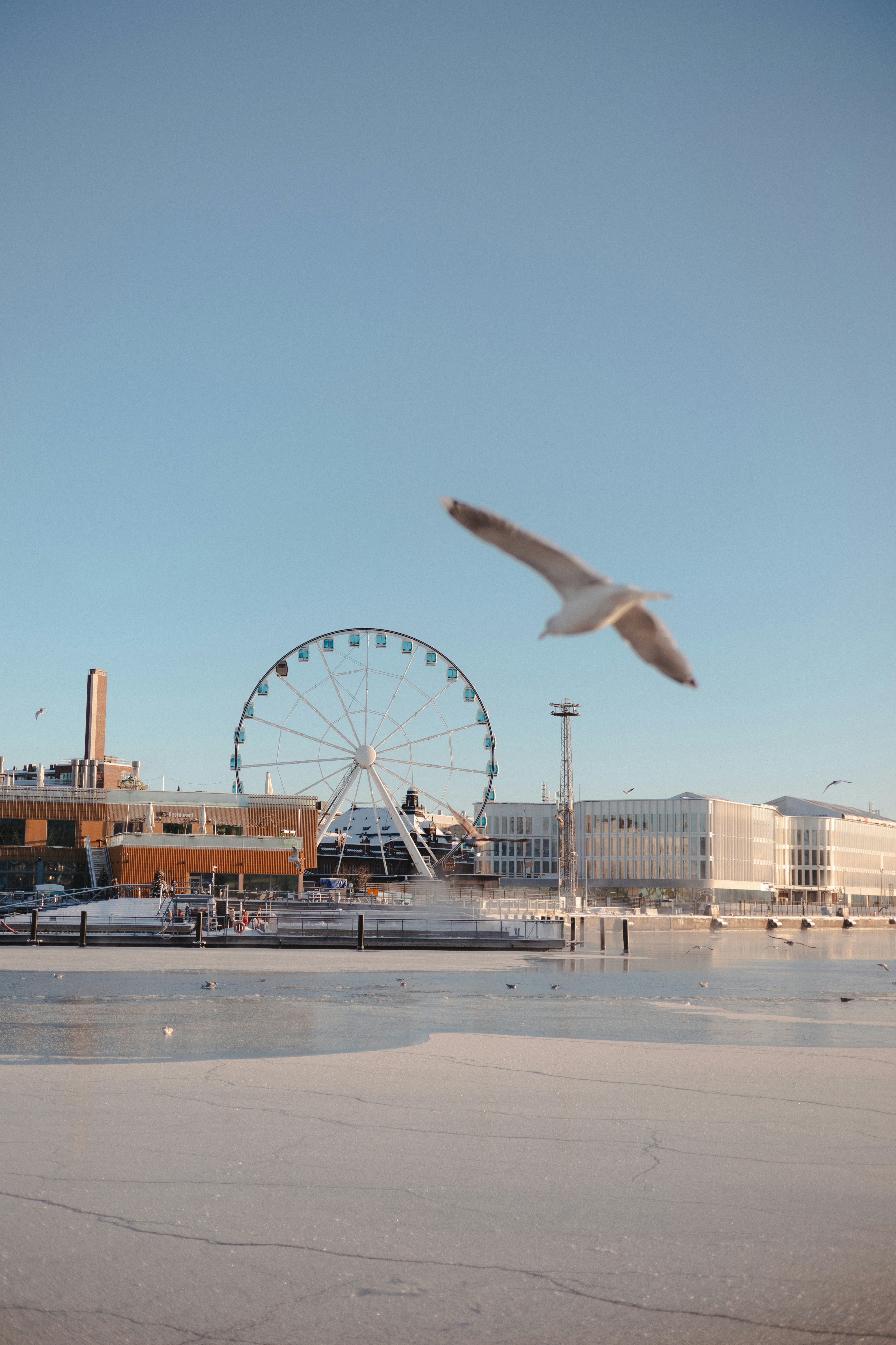 Seagull's Flight Over Frozen Waters