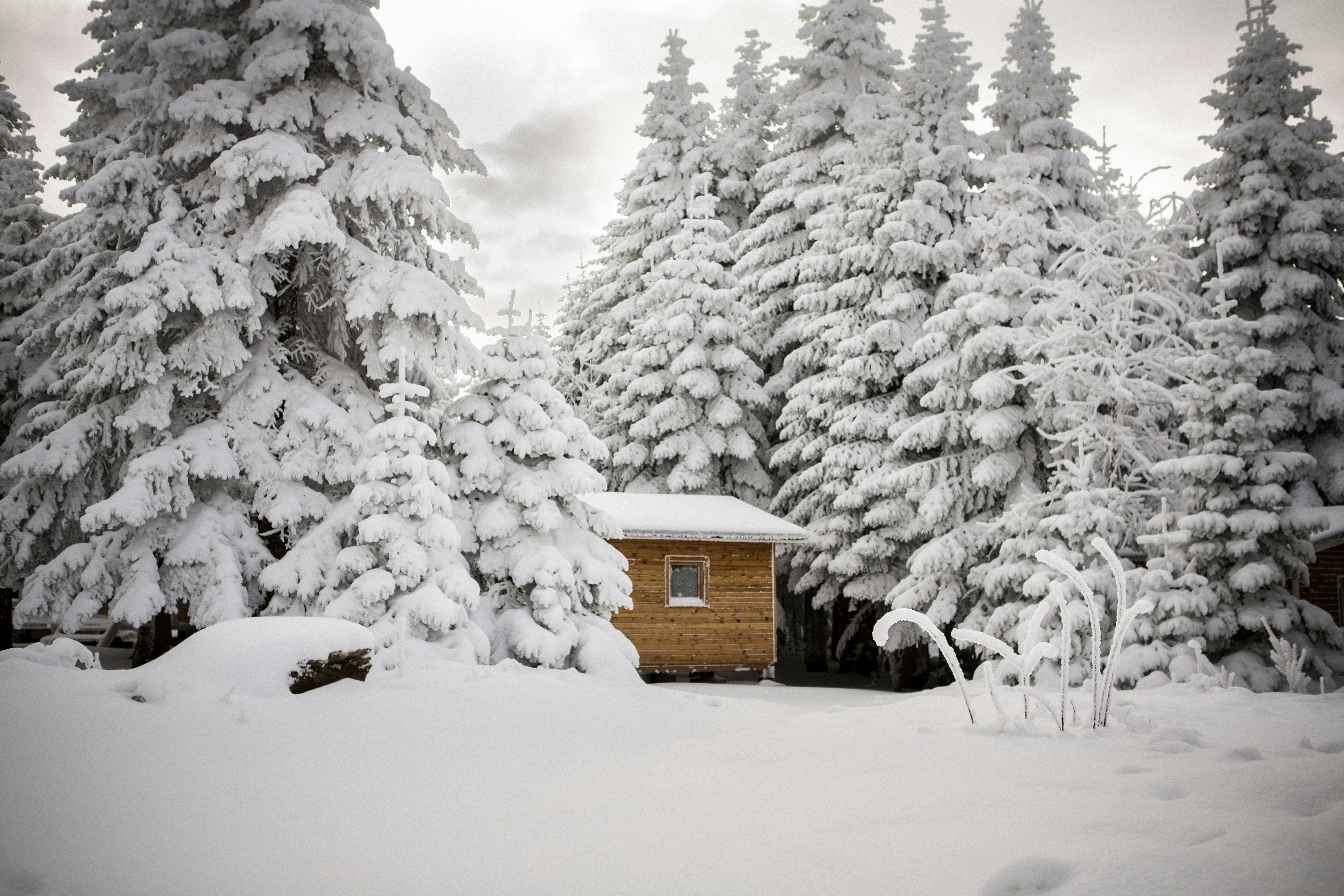 A wooden cabin nestled among snow-laden trees, creating a serene winter landscape. The scene evokes a sense of tranquility and solitude.