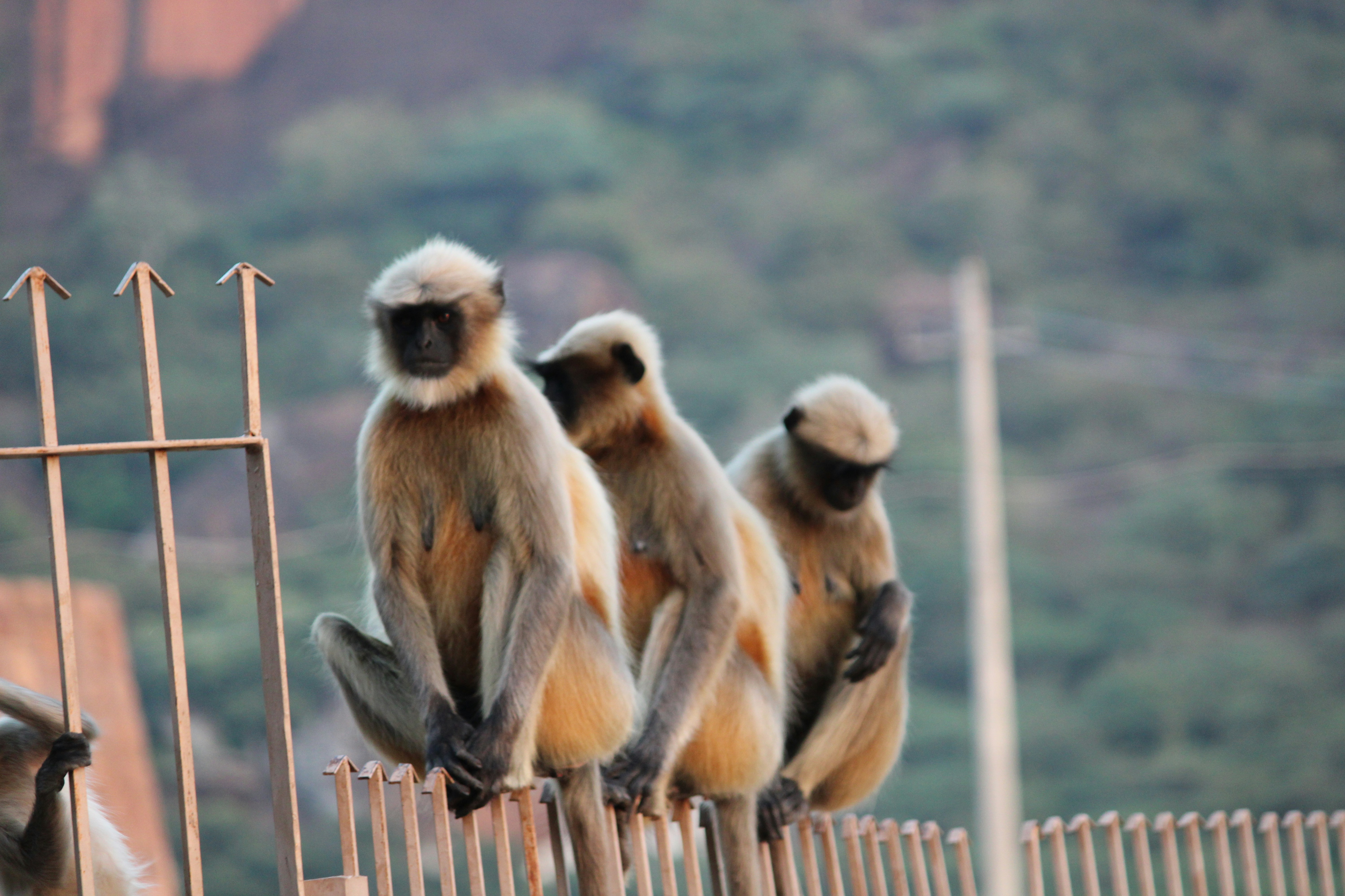 A group of monkeys sitting on top of a wooden fence photo – Free ...