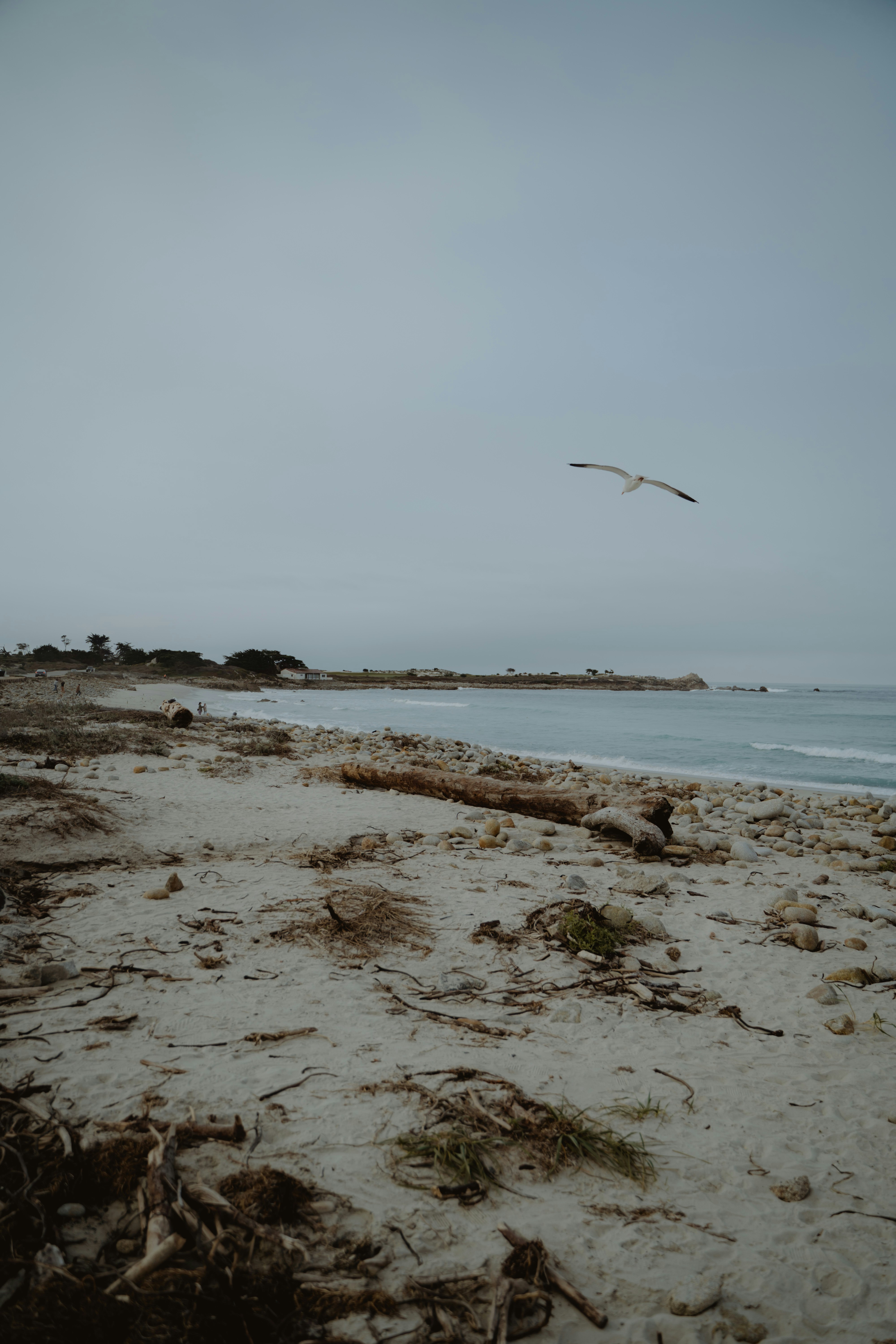 Gull Against the Pale Horizon over a Weathered Coastal Shore