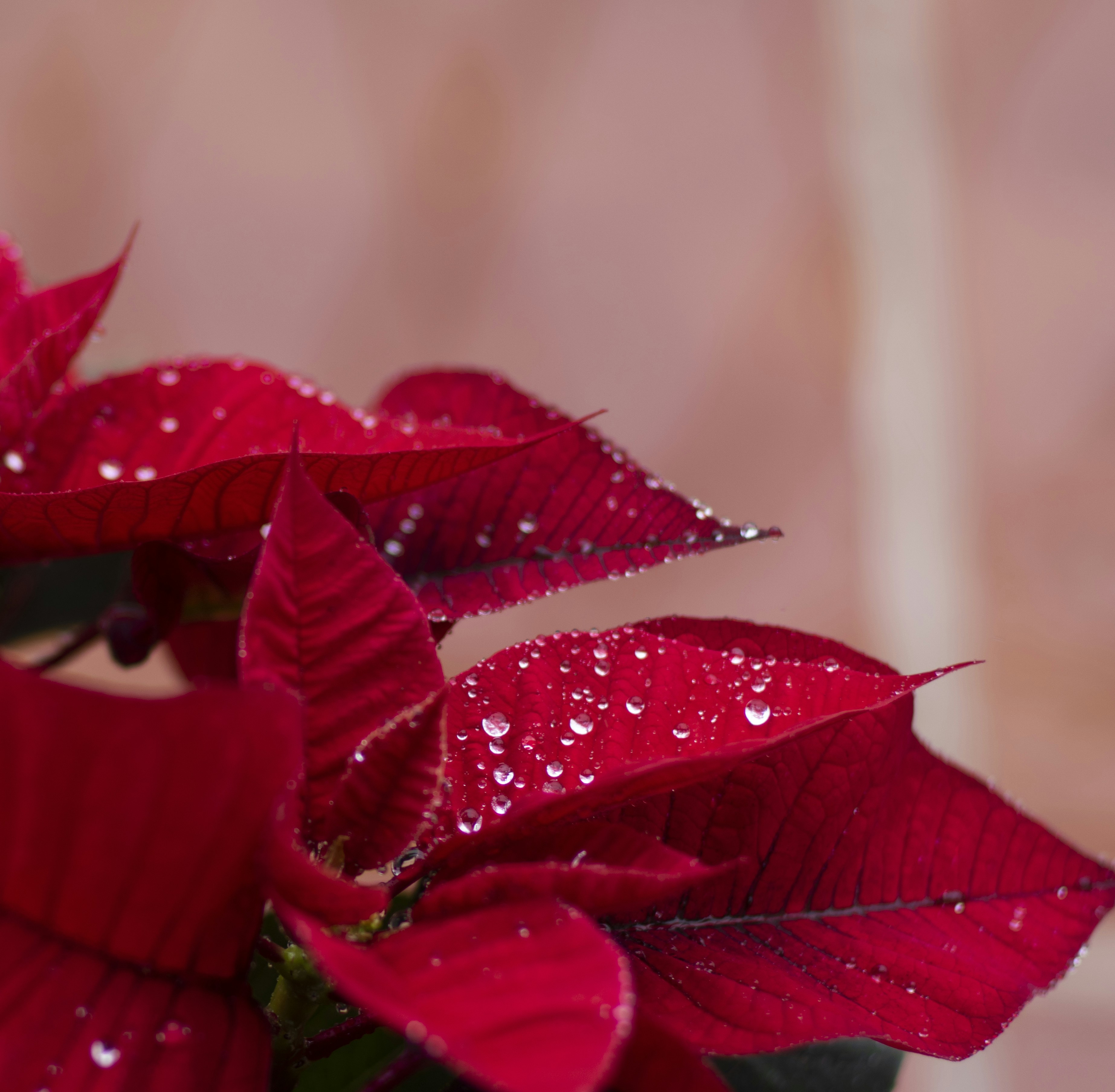 A red flower with water droplets on it photo – Free Blossom Image on ...