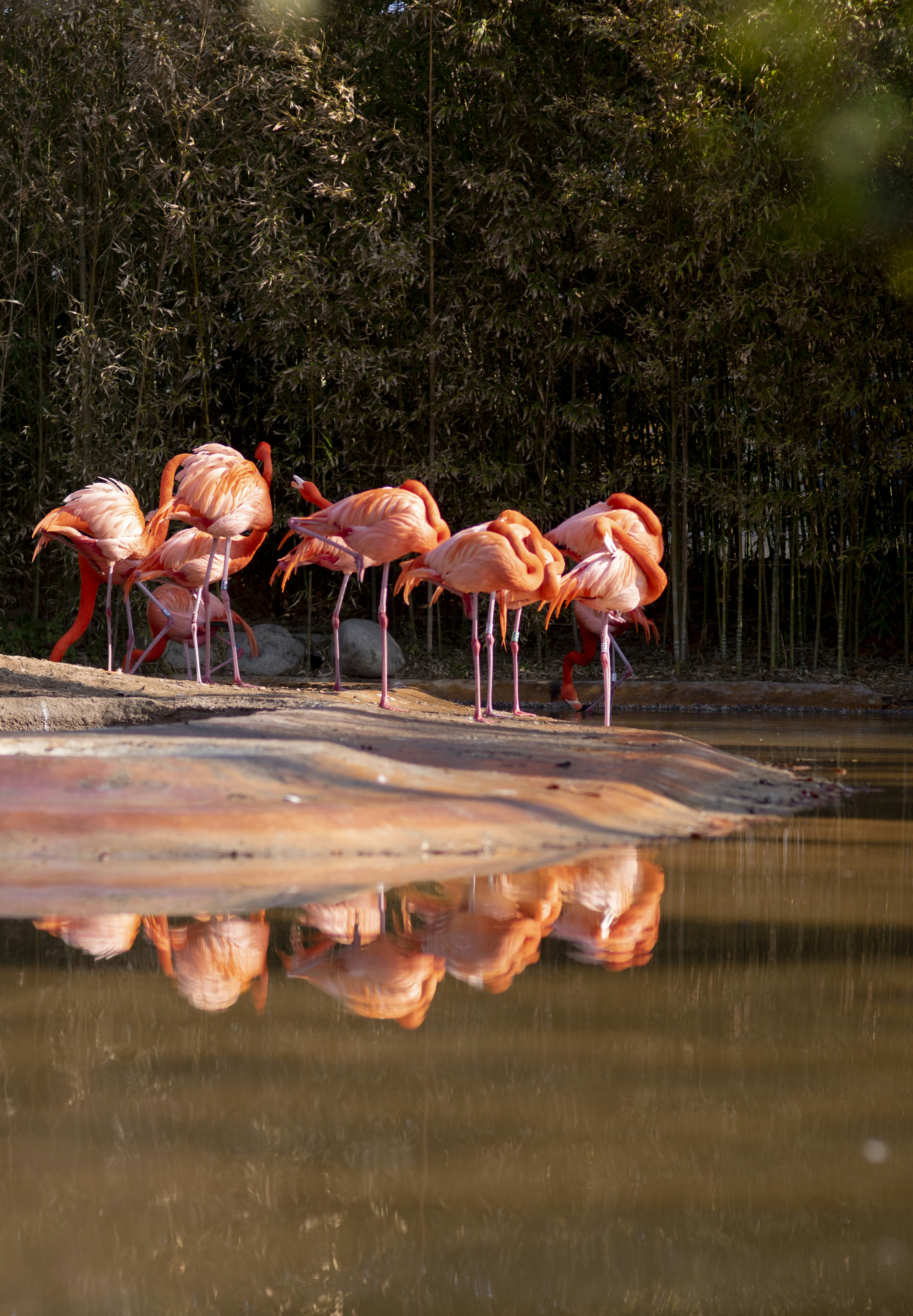 Shoreline Flamingos: Ruby-Pink Silhouettes and Reflections