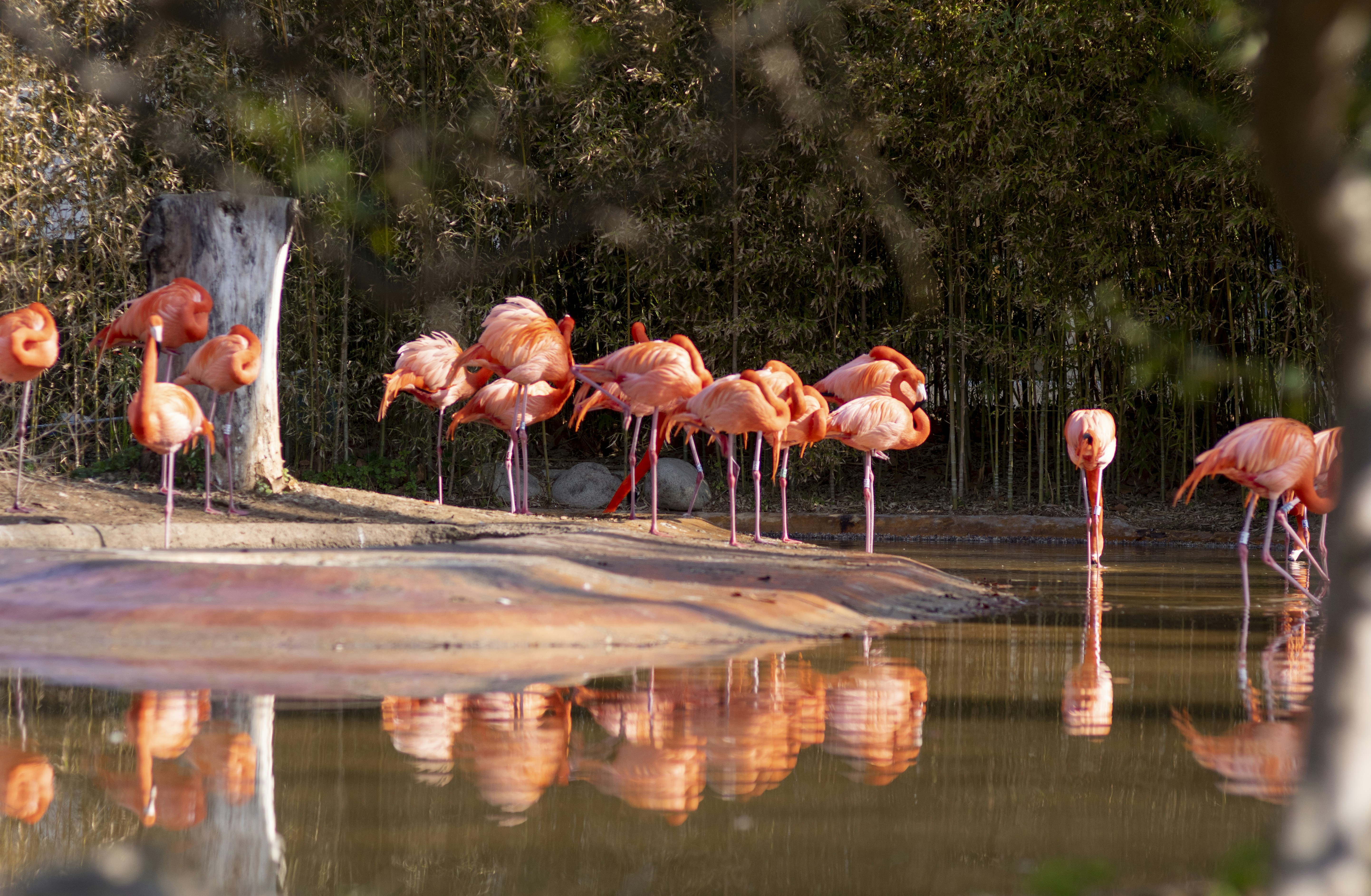 Rosy Silence at the Pond's Edge: Flamingos and Reflections
