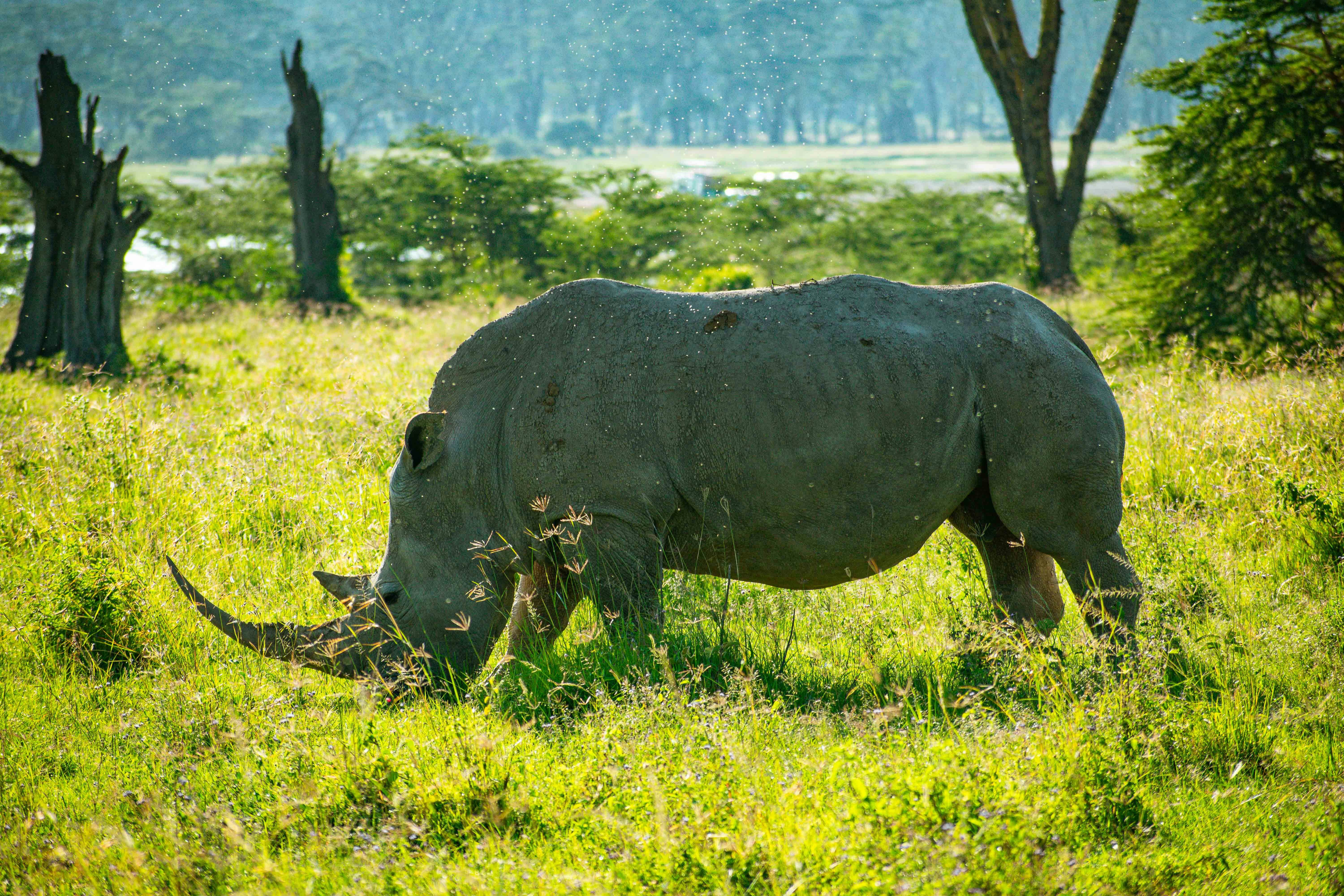 A rhino grazing in a grassy field with trees in the background photo ...