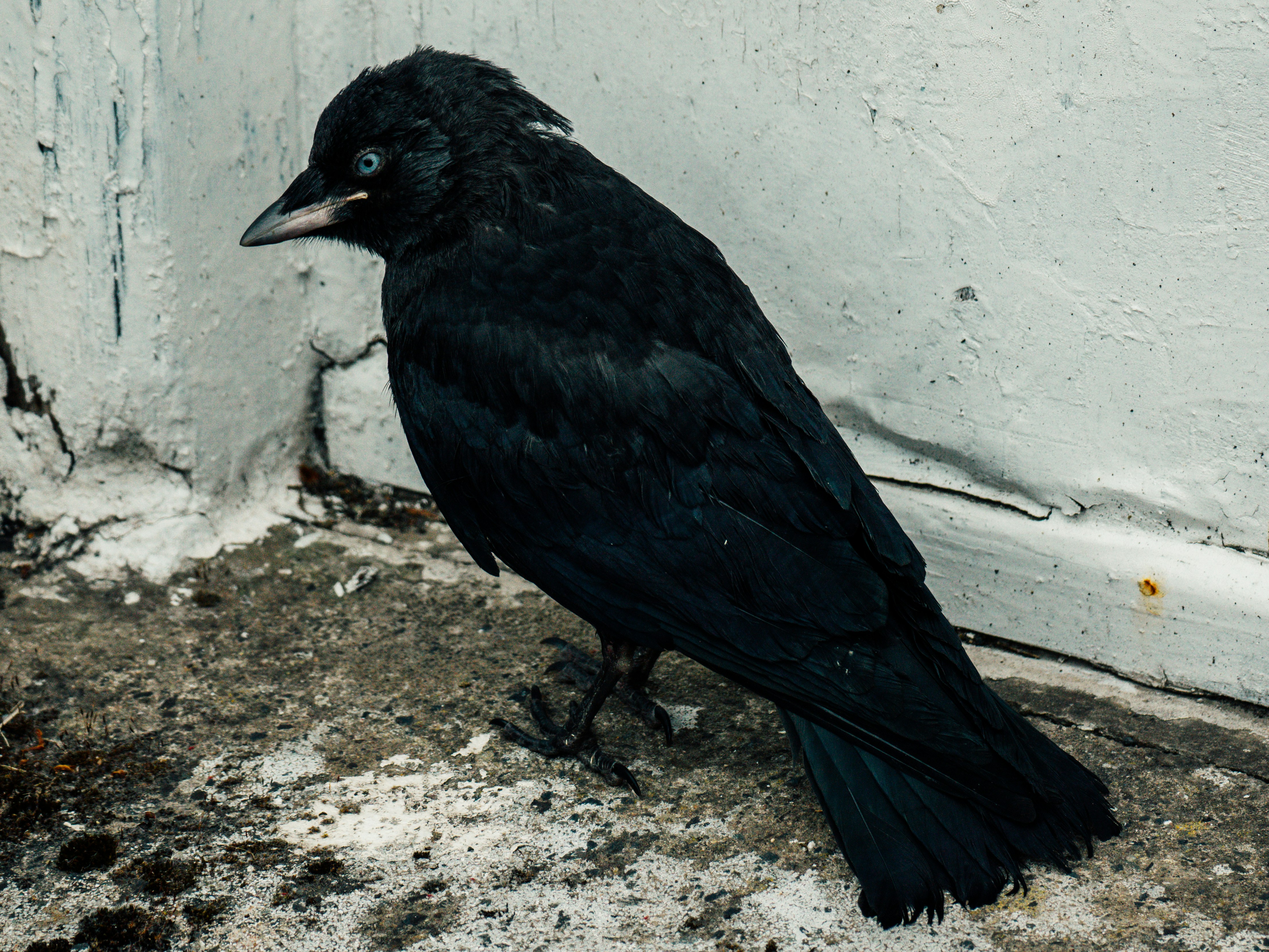 Crow at the Concrete Threshold