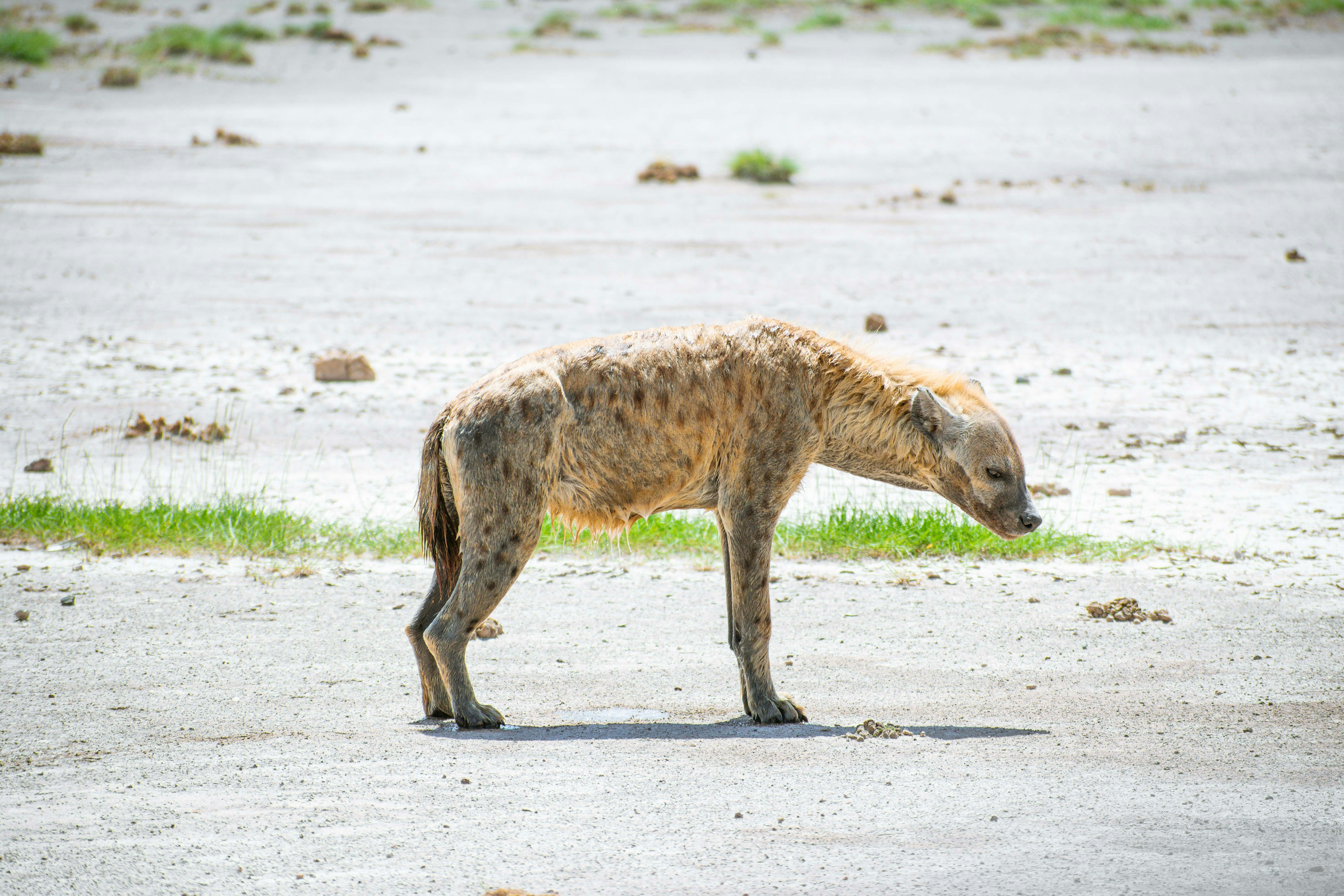 Head-Lowered Sentinel on a Bleached Salt Flat