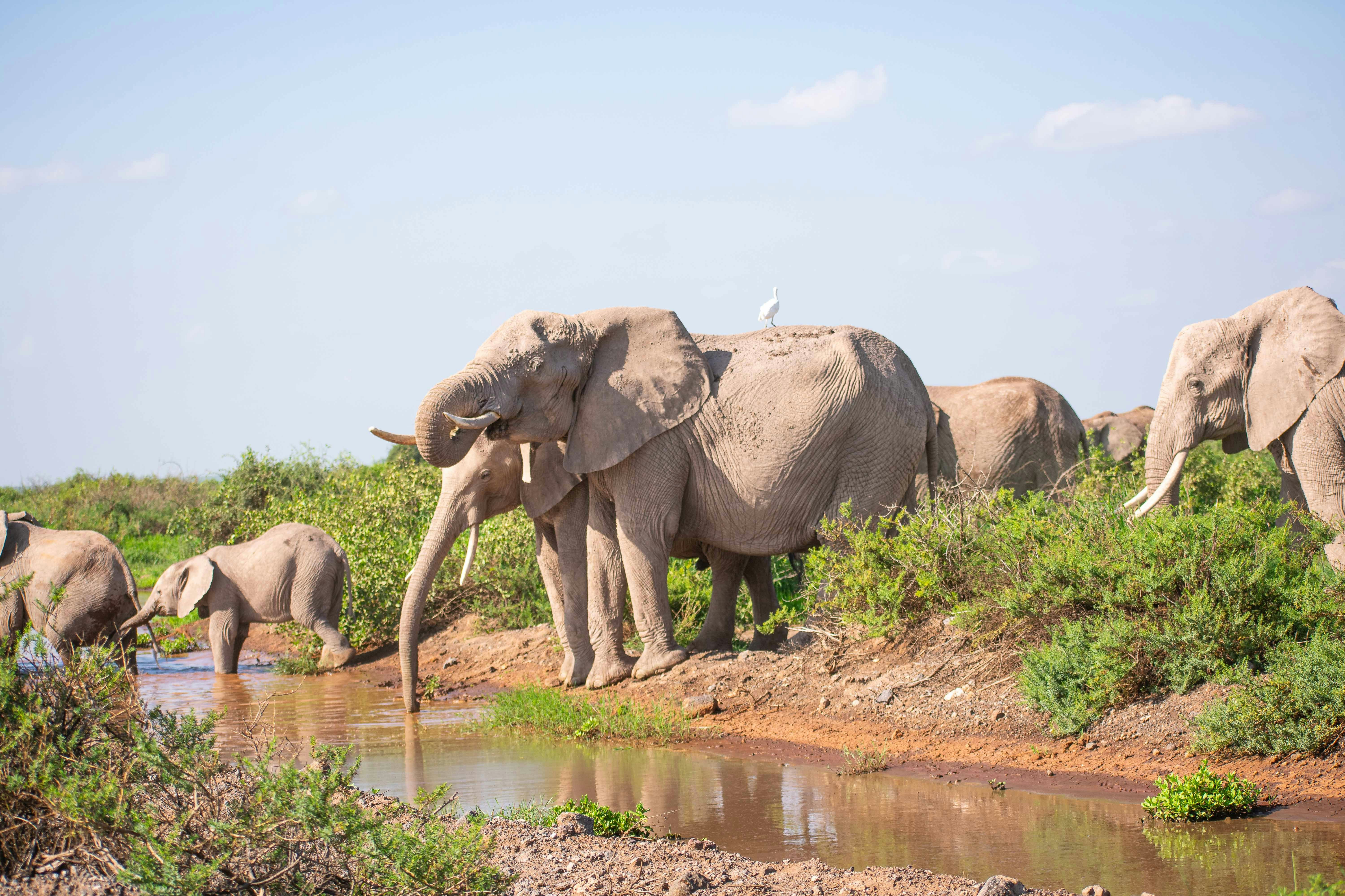 A herd of elephants standing next to a body of water photo – Free ...