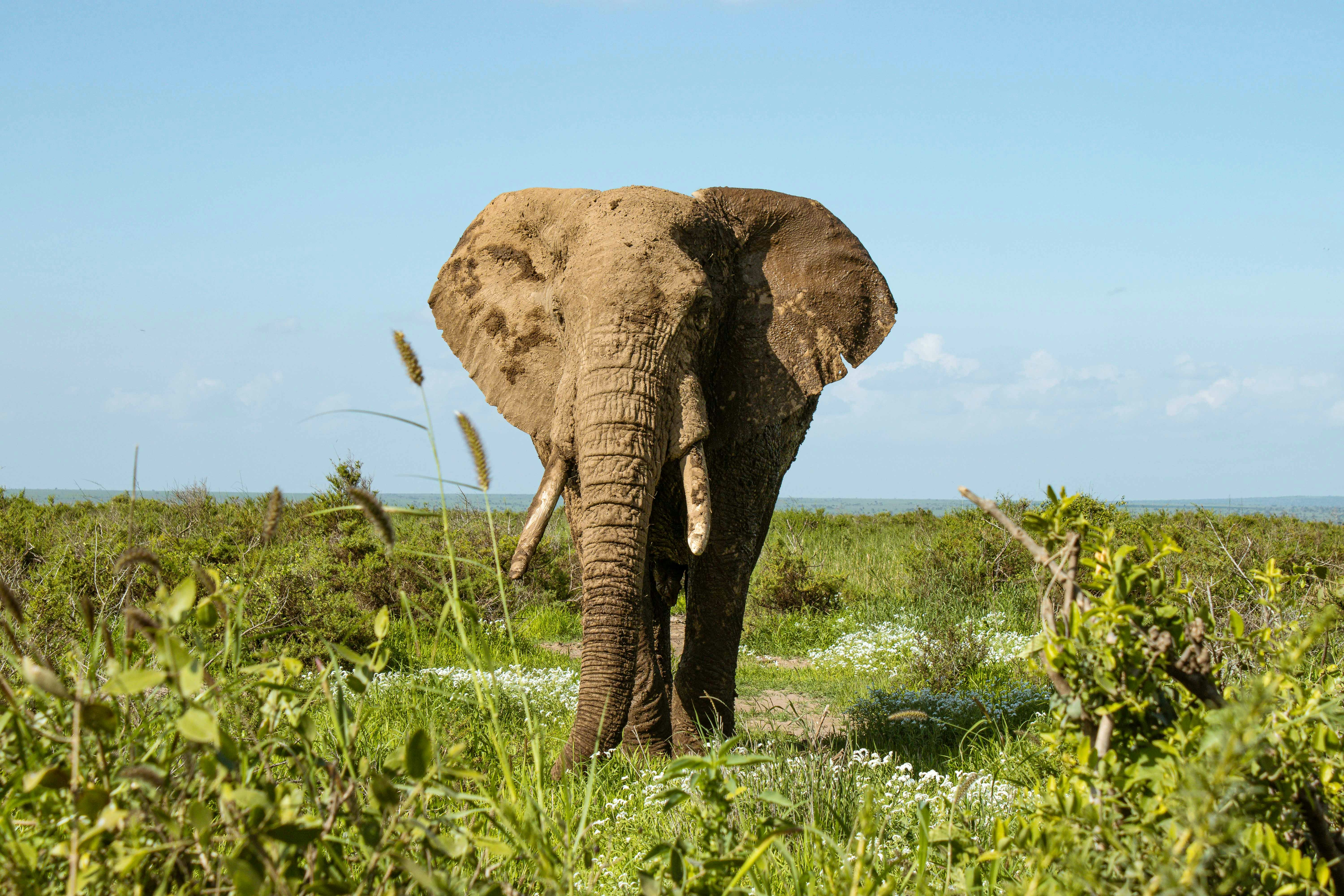Majestic African Elephant Gaze Across the Savannah