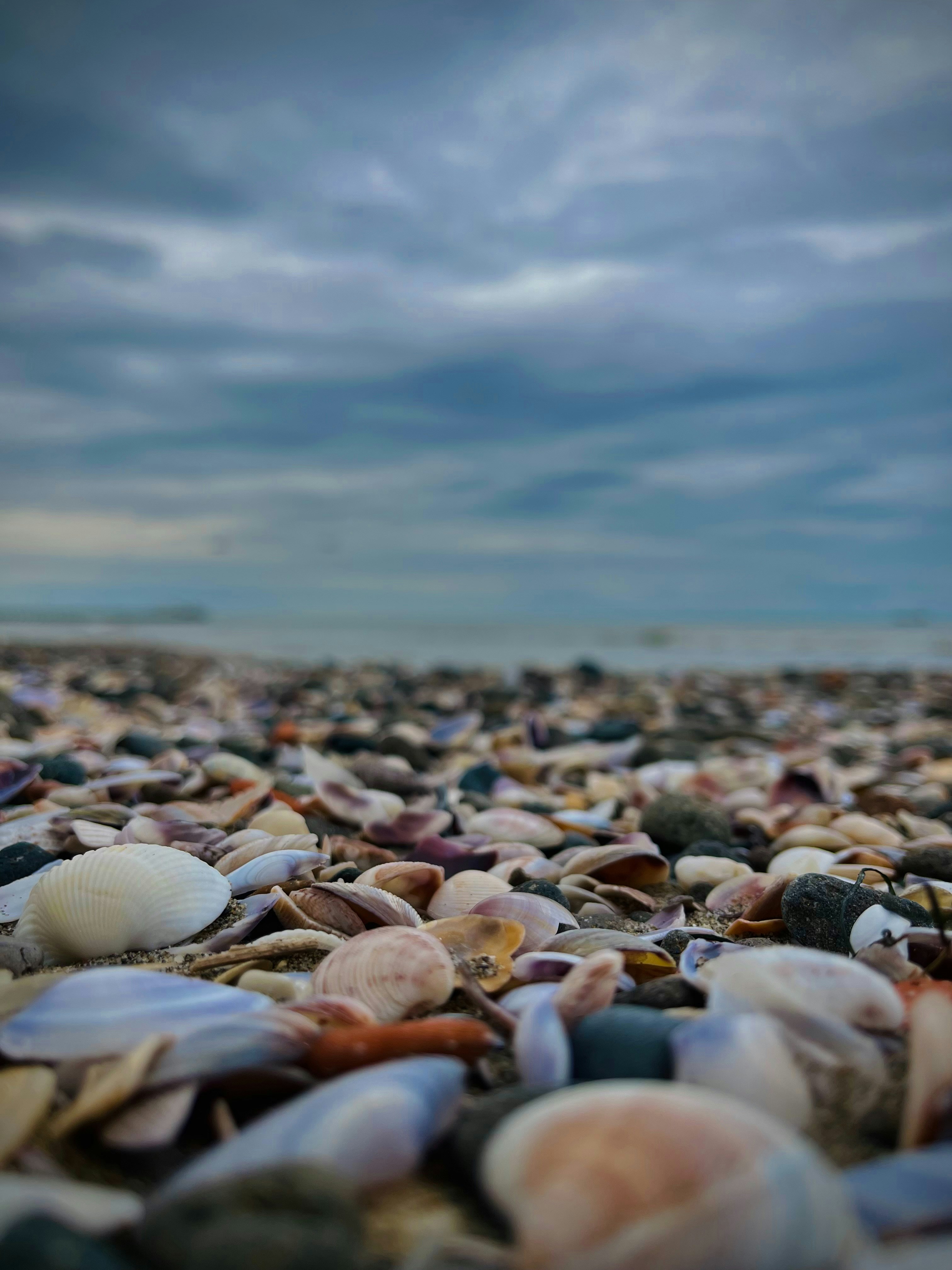 A beach filled with lots of sea shells under a cloudy sky photo – Free ...